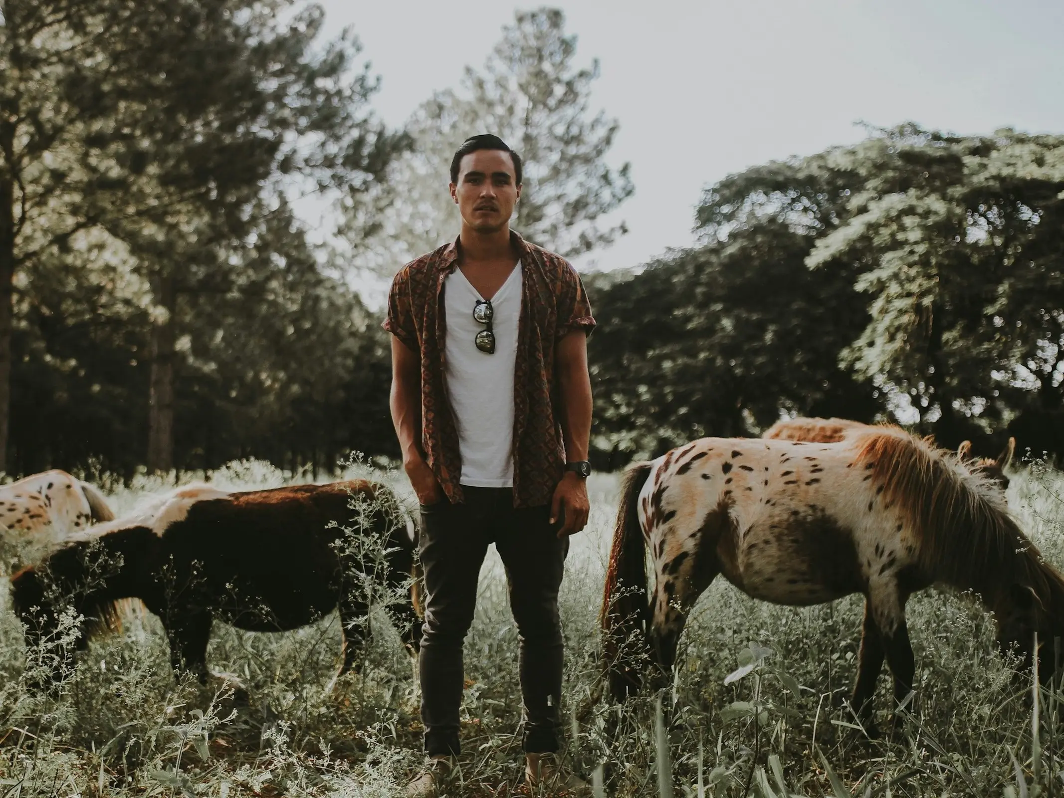 Courage Pony - Horse Breeds