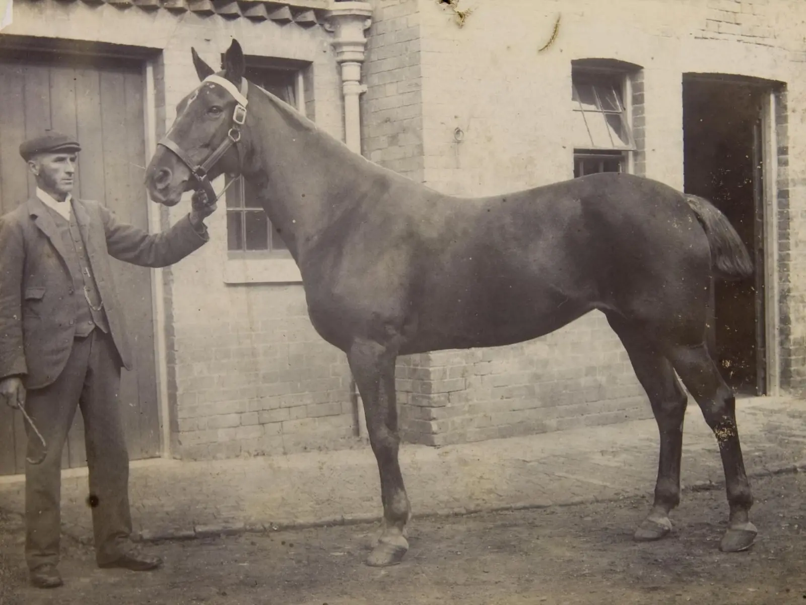 Covert Hack Horse - Horse Breeds