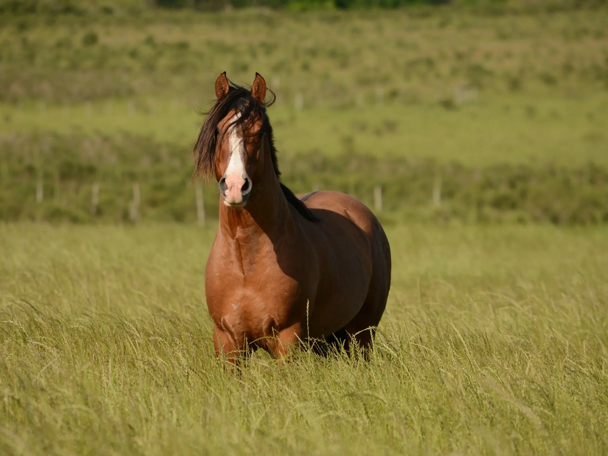 Horse Breeds Beginning With C - Horse Breeds