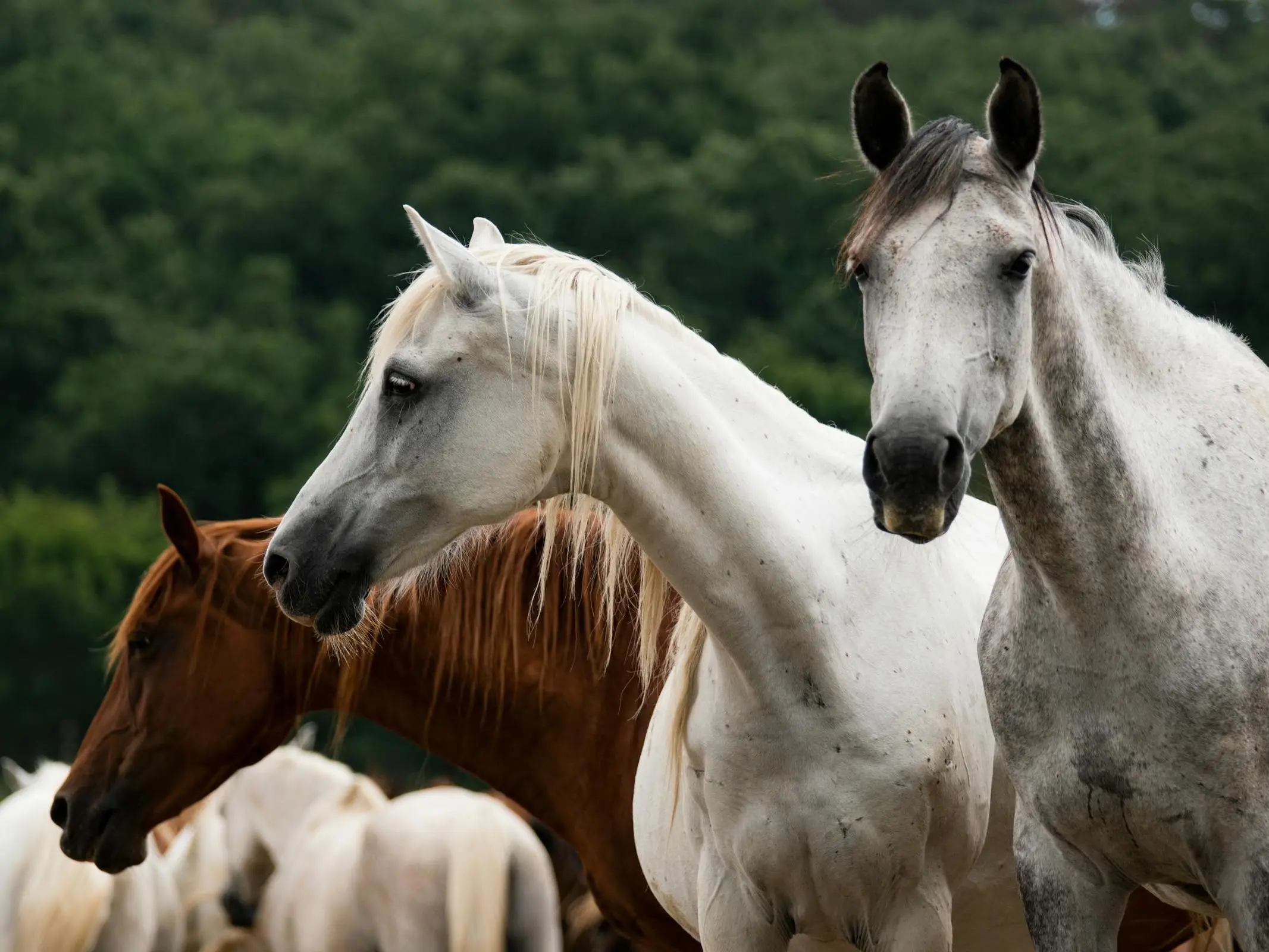 Dahoman Horse - Horse Breeds