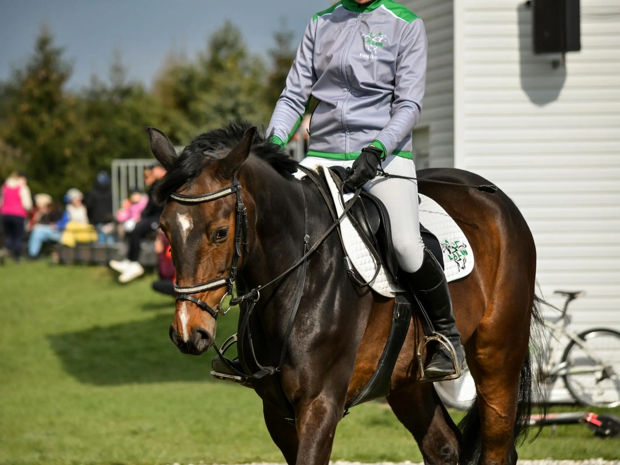 Danish Oldenborg Horse - Horse Breeds