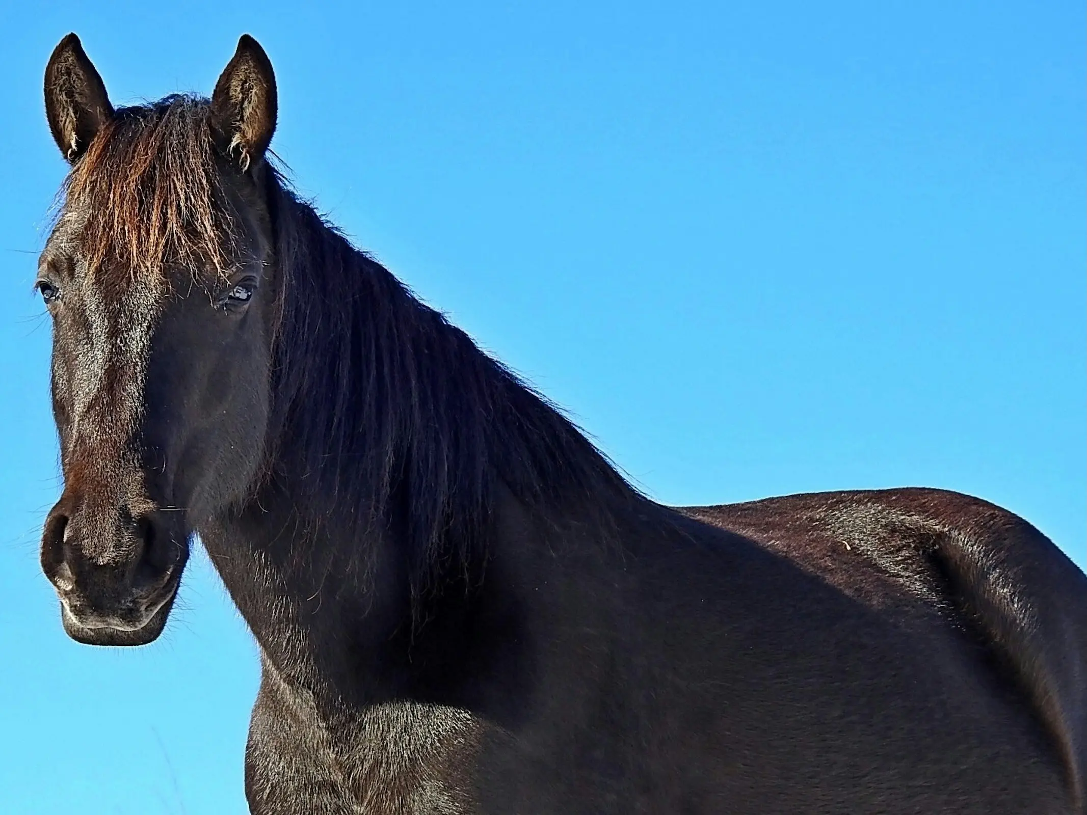 Danubian Horse - Horse Breeds