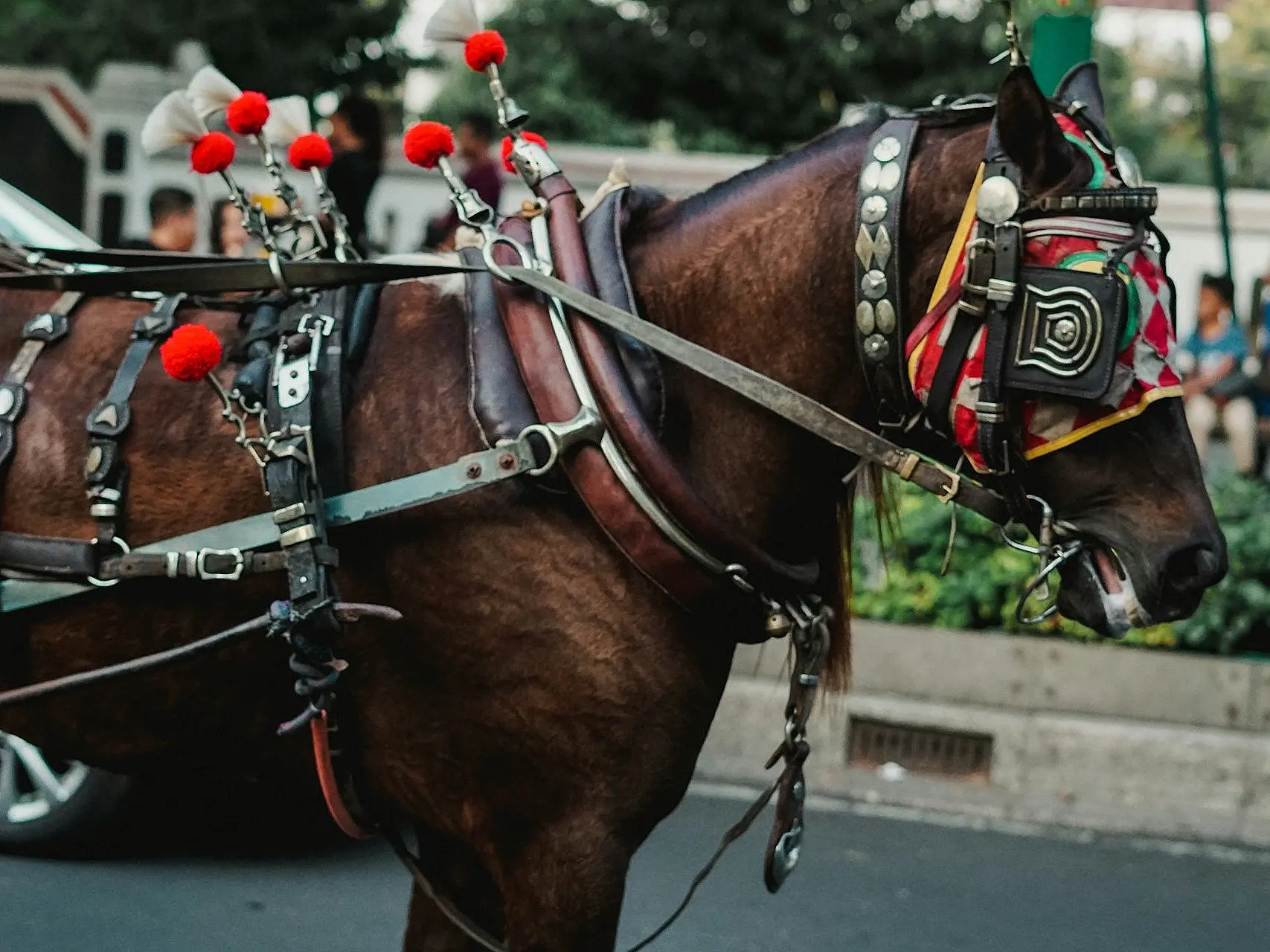 Deli Pony - Horse Breeds
