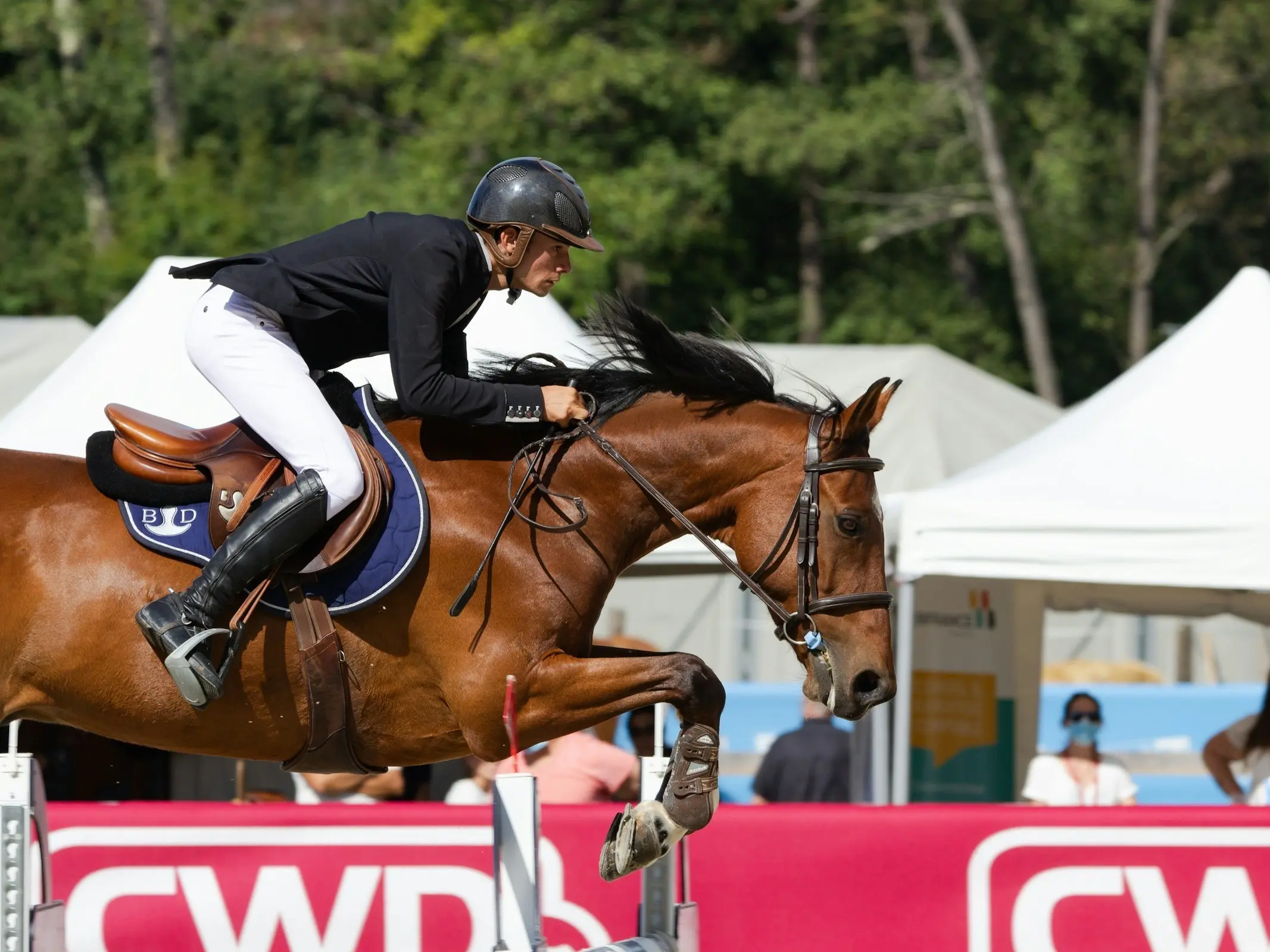 Desert Norman Horse - Horse Breeds