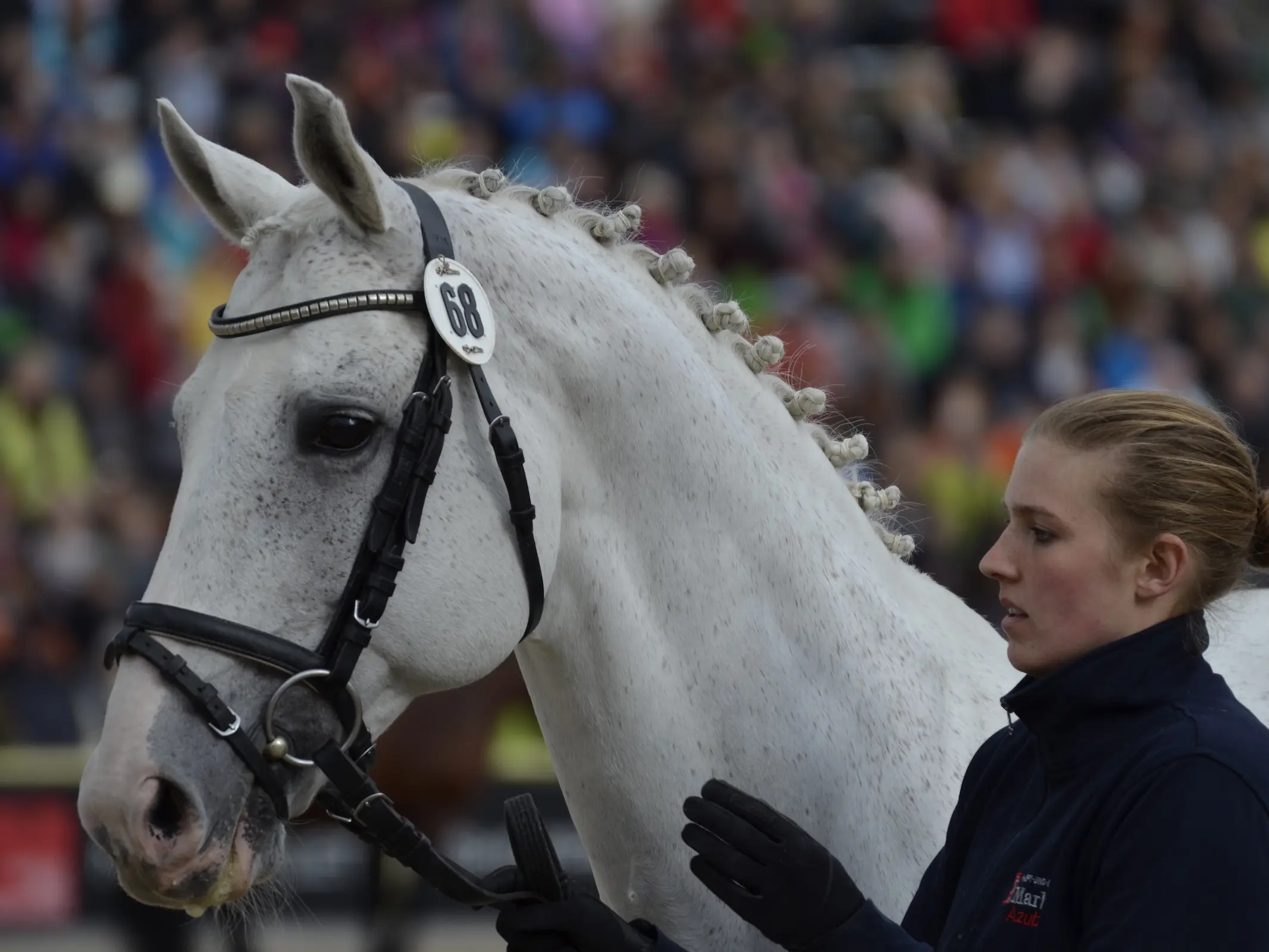 Deutsches Reitpferd - Horse Breeds