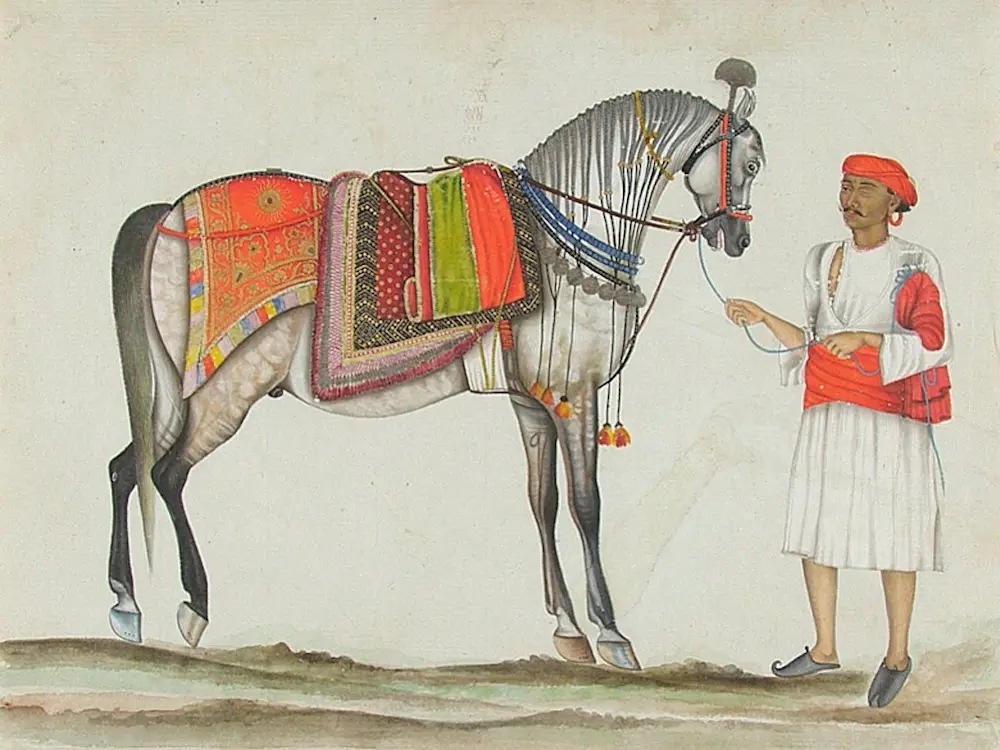 Dhanni Horse - Horse Breeds