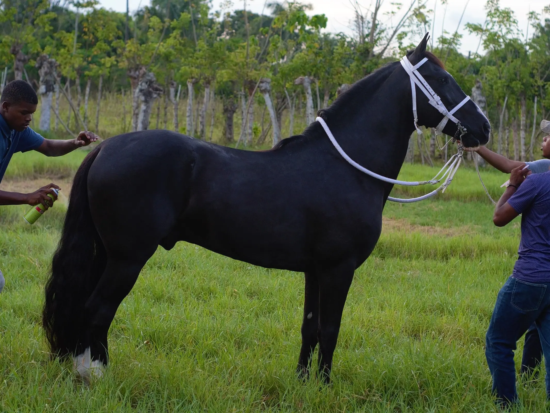 Dominican Republic Criollo - Horse Breeds