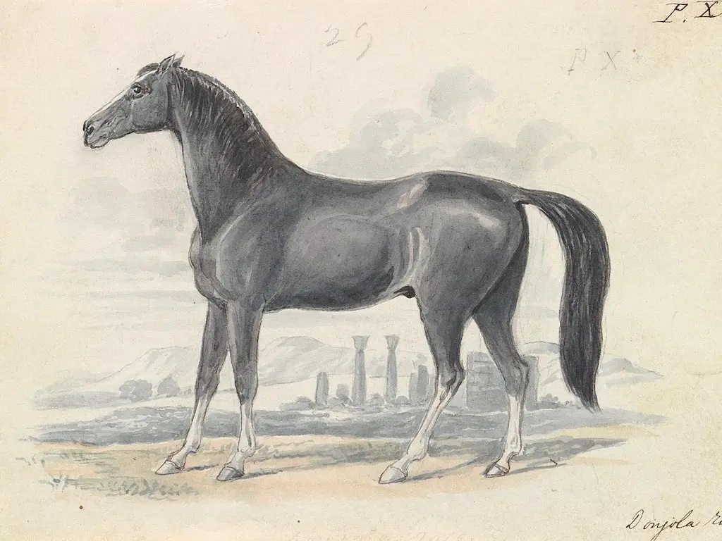 Dongola Horse - Horse Breeds