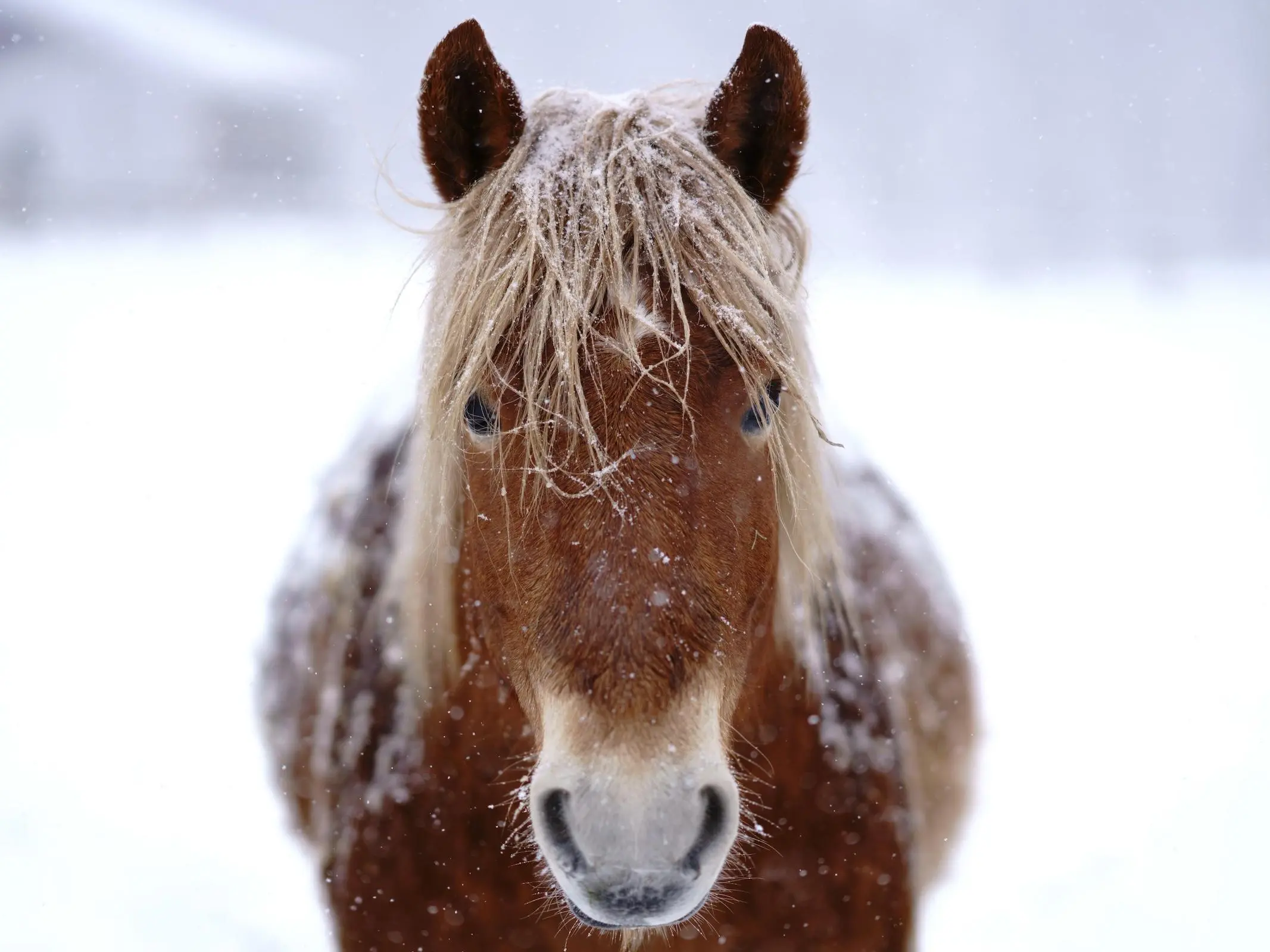 Dosanko Horse - Horse Breeds