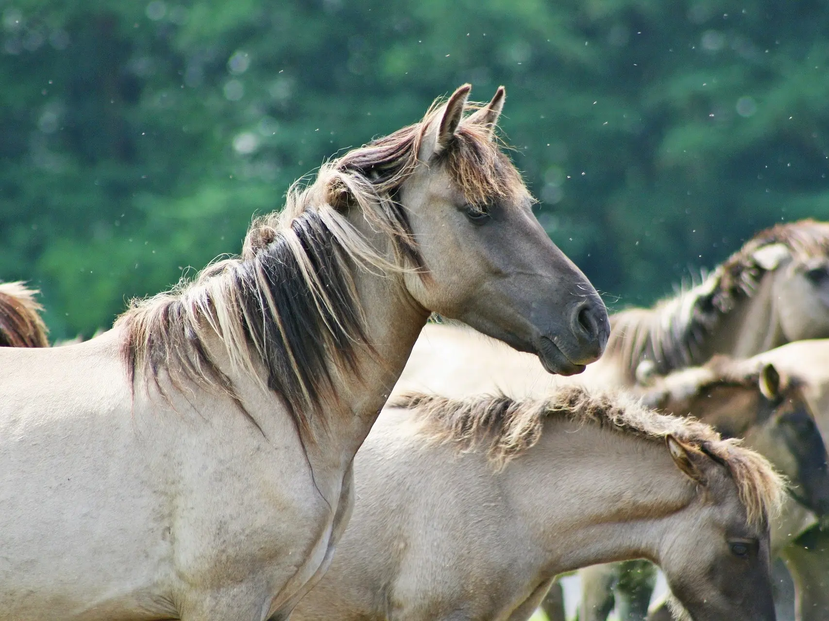 Dülmen Pony - Horse Breeds