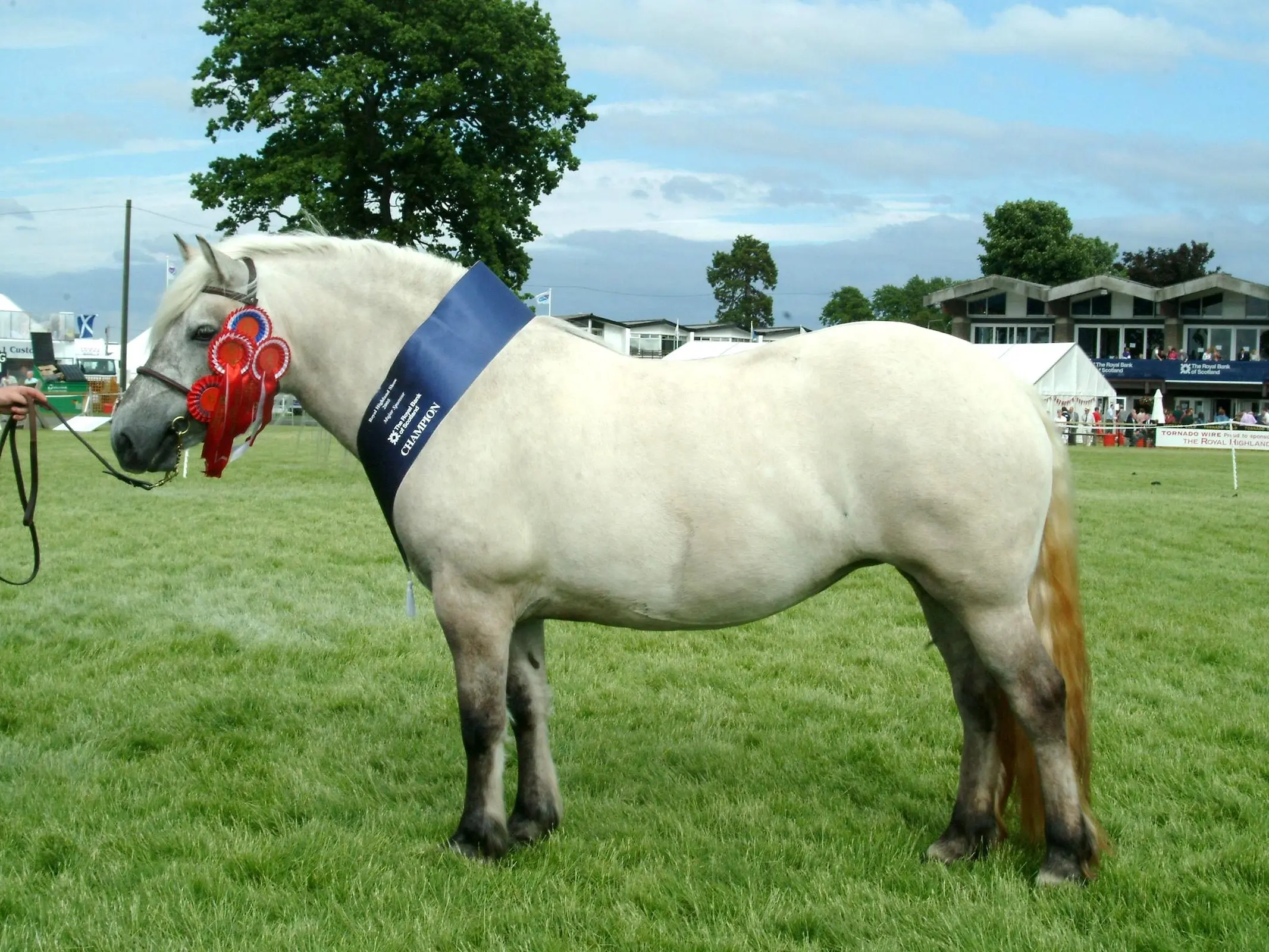 Highland Pony - Horse Breeds