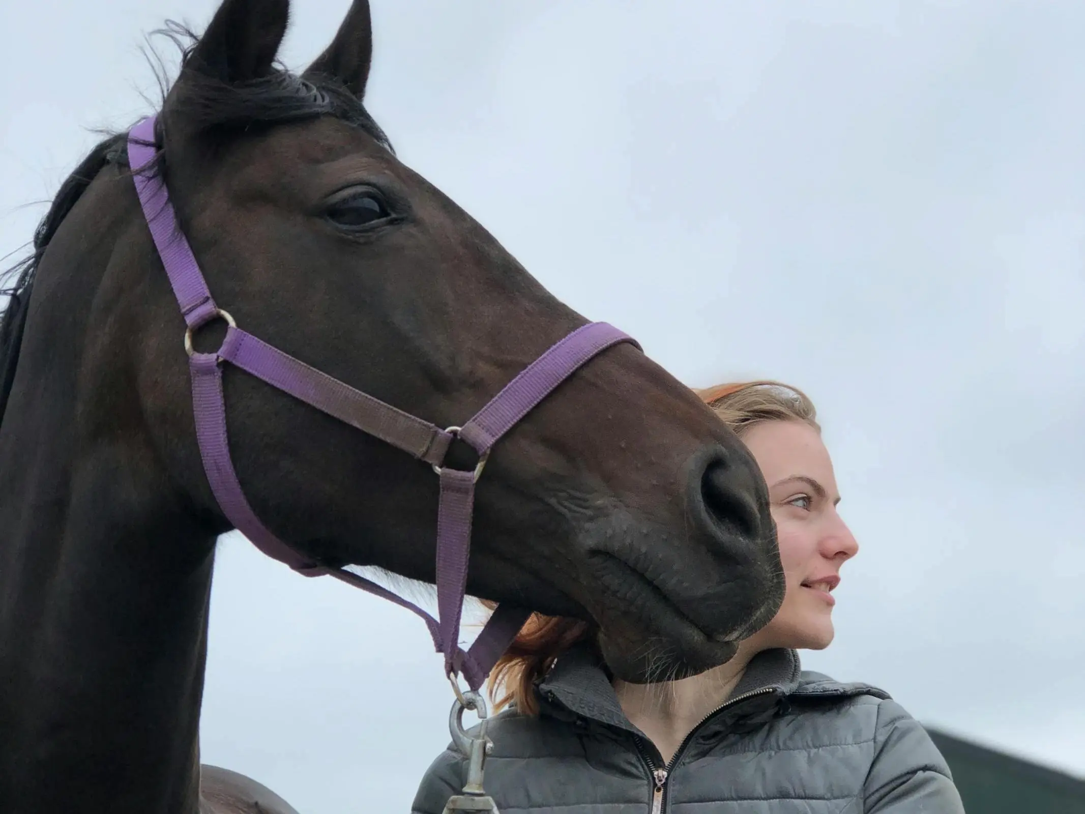 Dutch Riding Horse - Horse Breeds