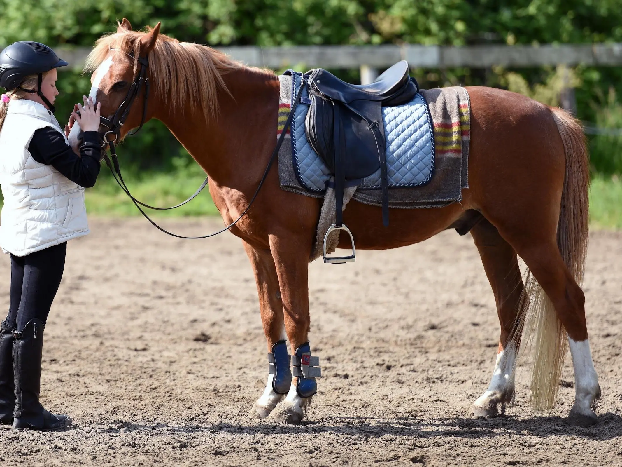 Dutch Riding Pony - Horse Breeds