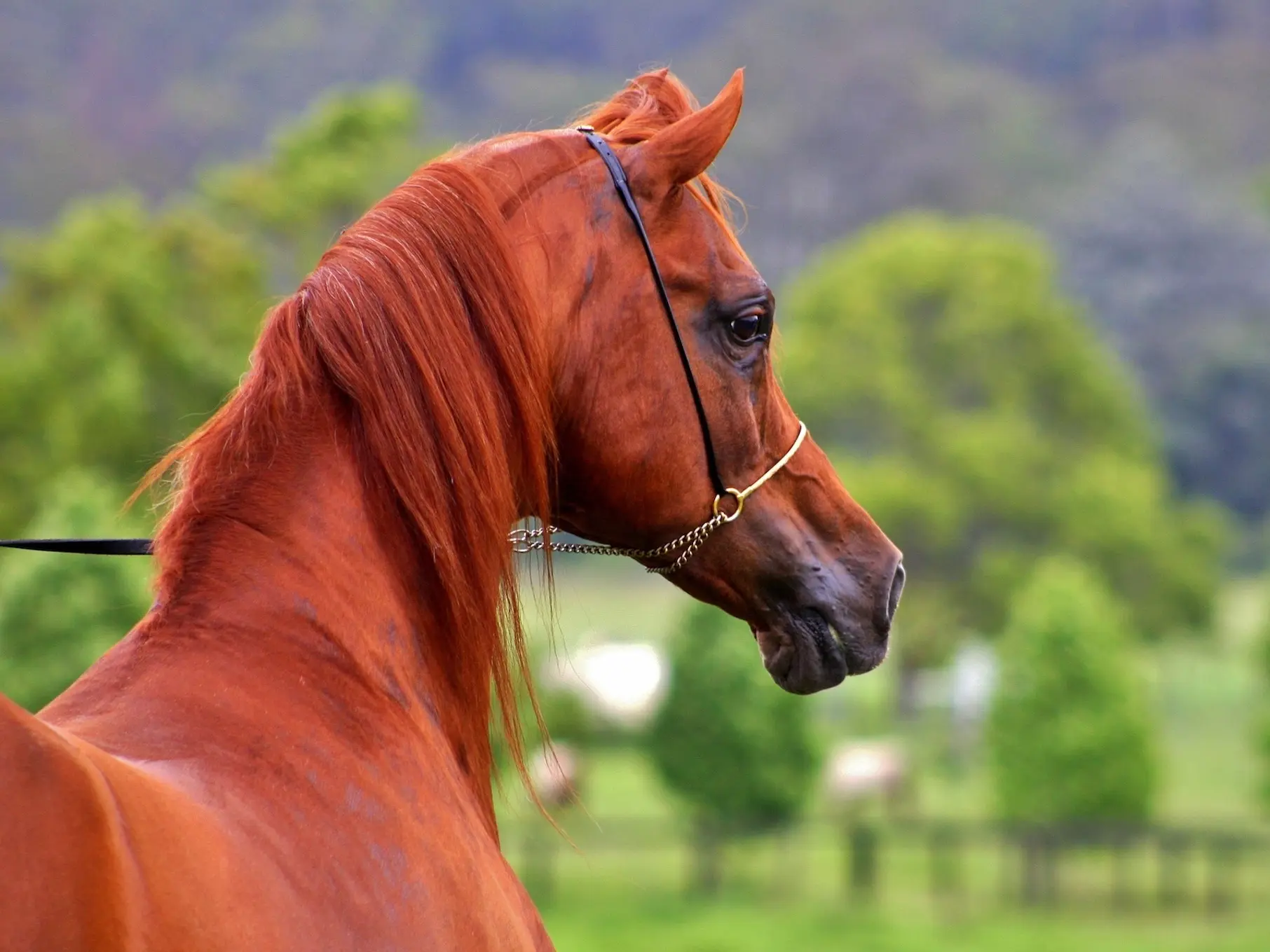 Egyptian Arabian Horse - Horse Breeds