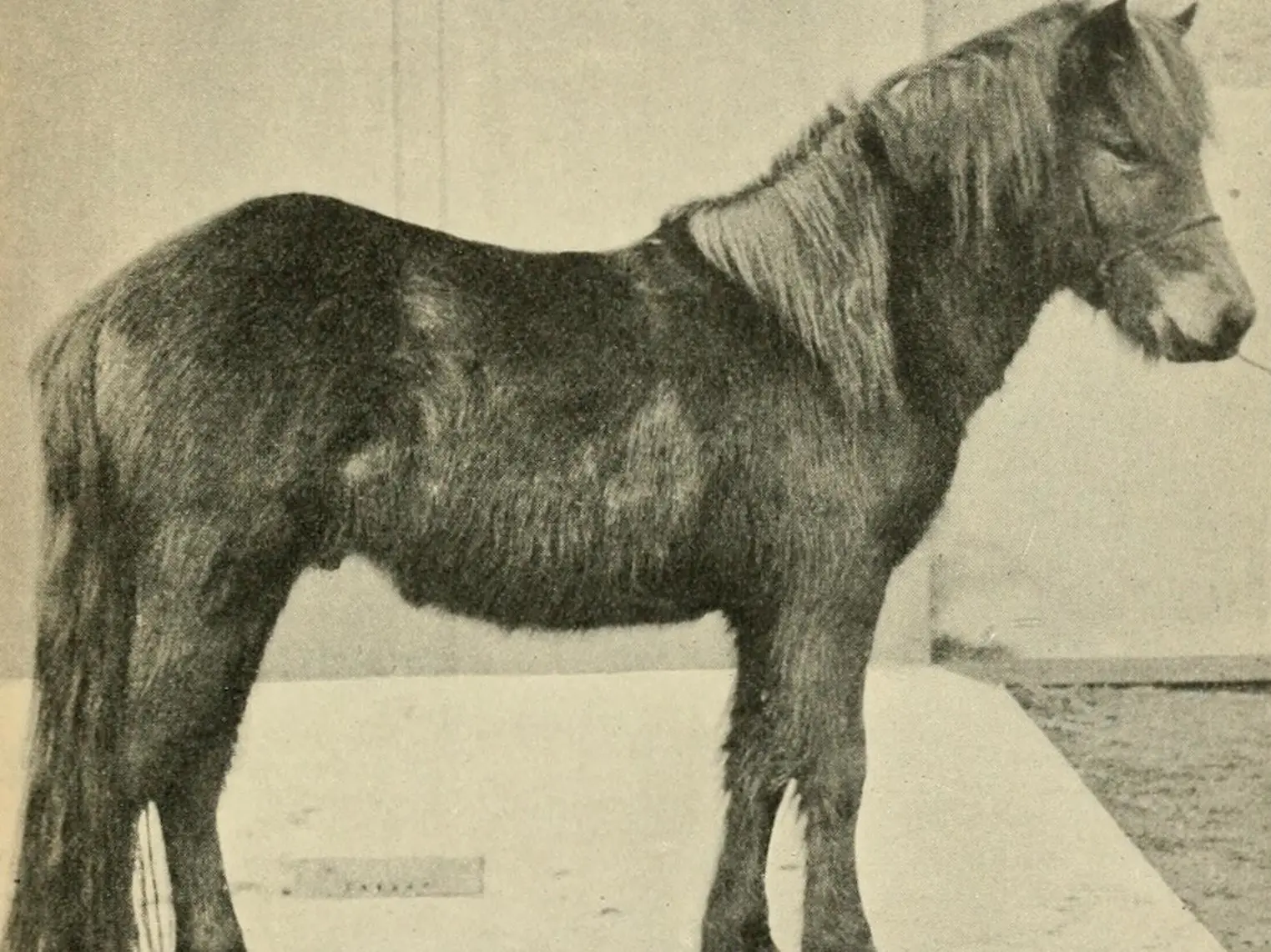 Eriskay Pony - Horse Breeds