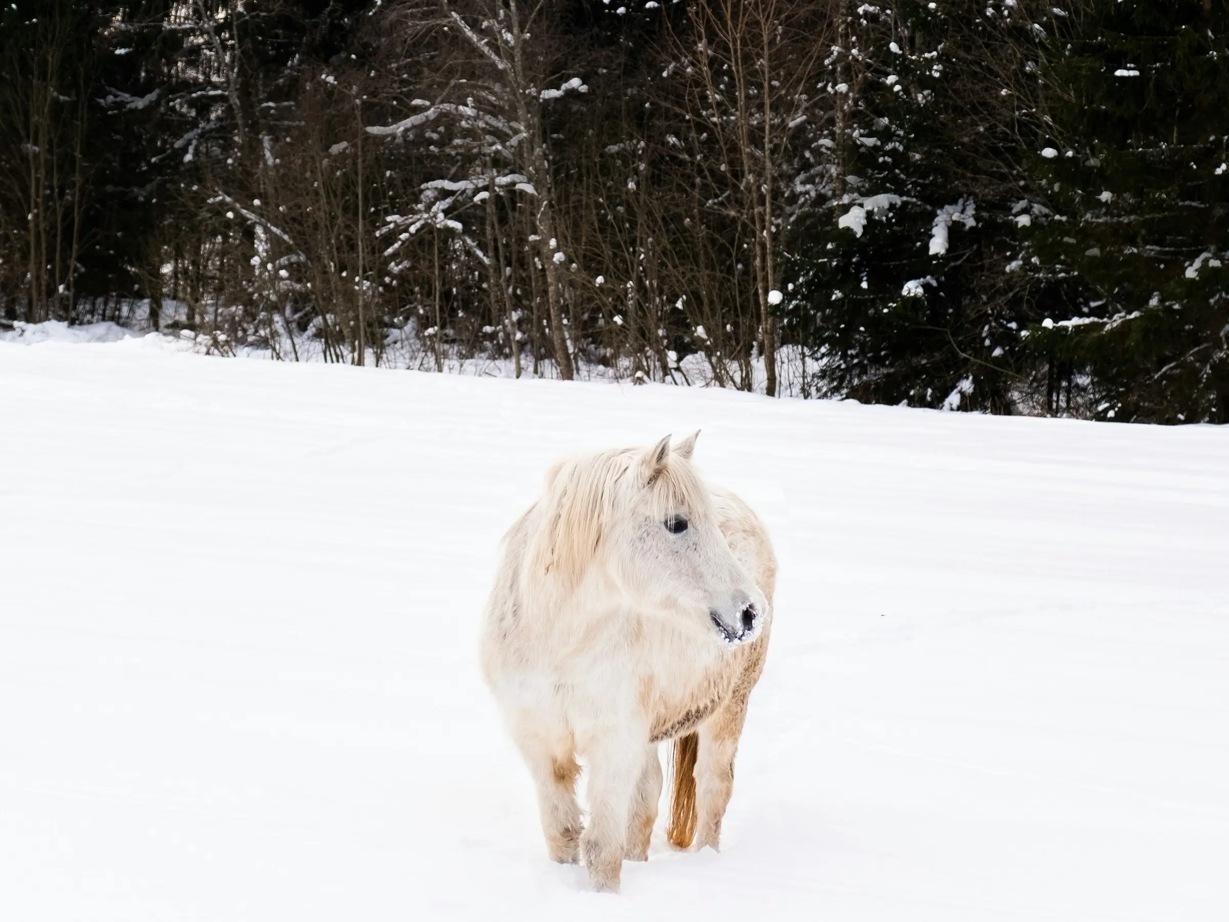 Estonian Native Horse - Horse Breeds