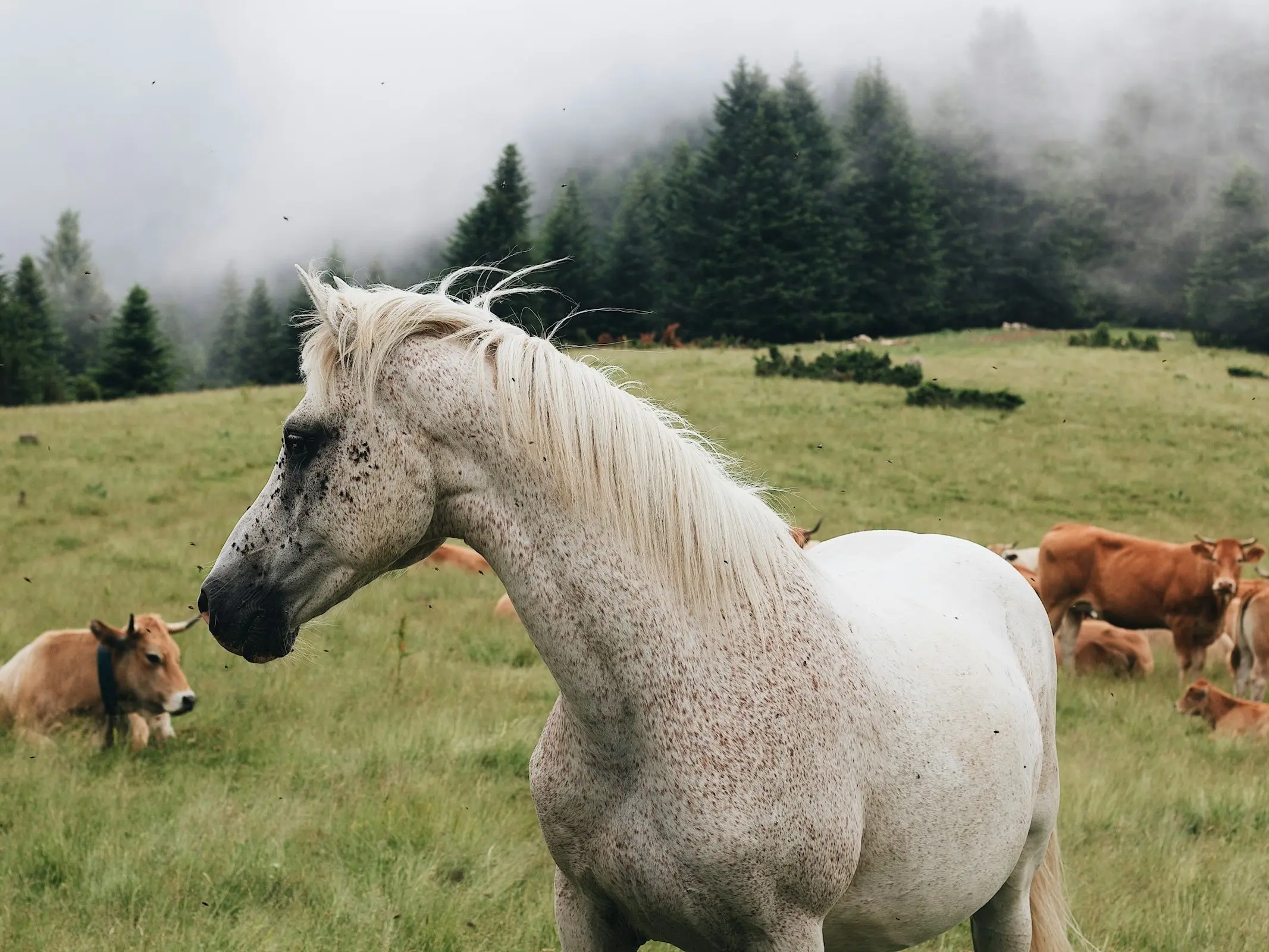French Anglo-Arab - Horse Breeds