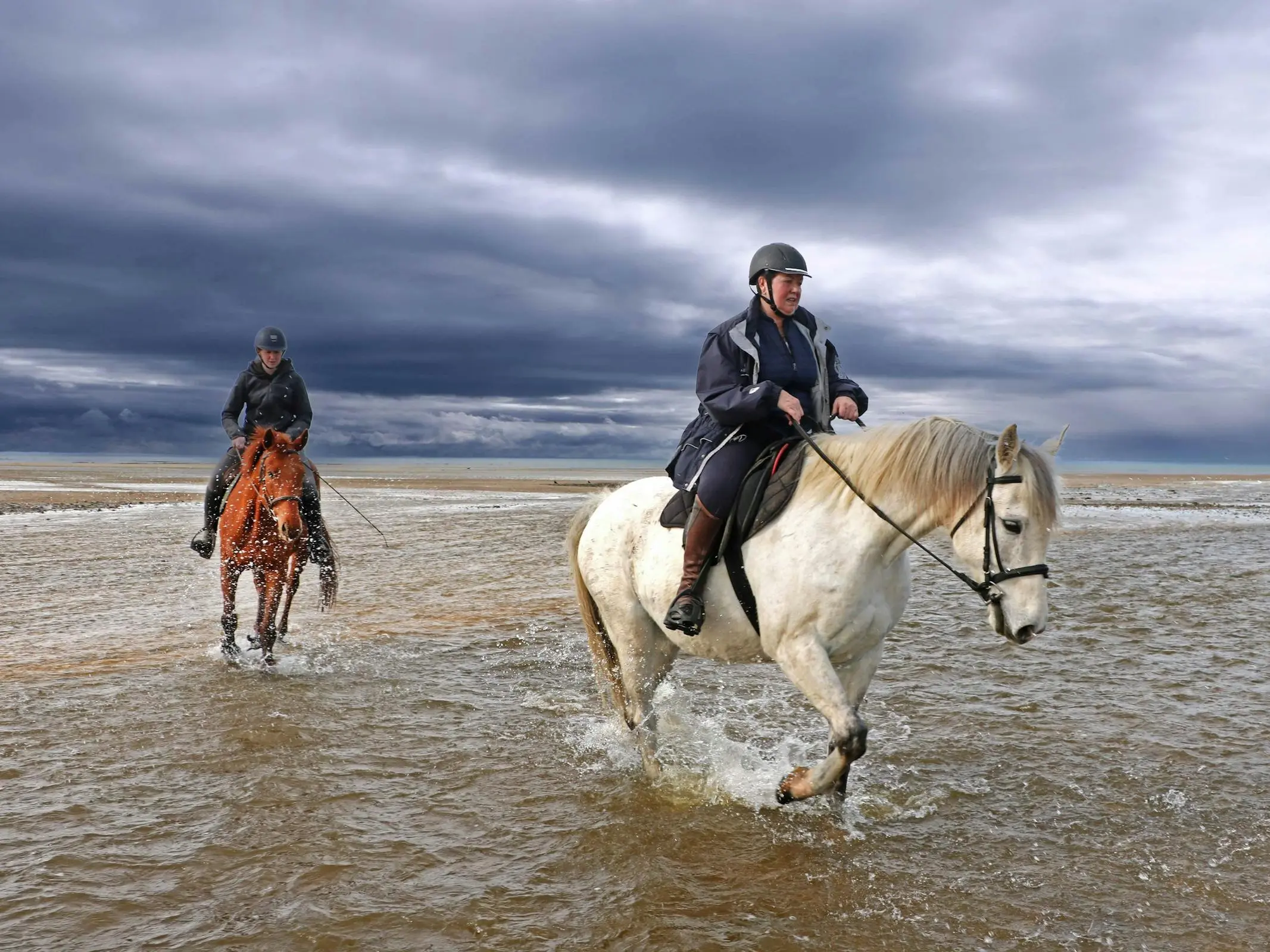French Cob Horse - Horse Breeds