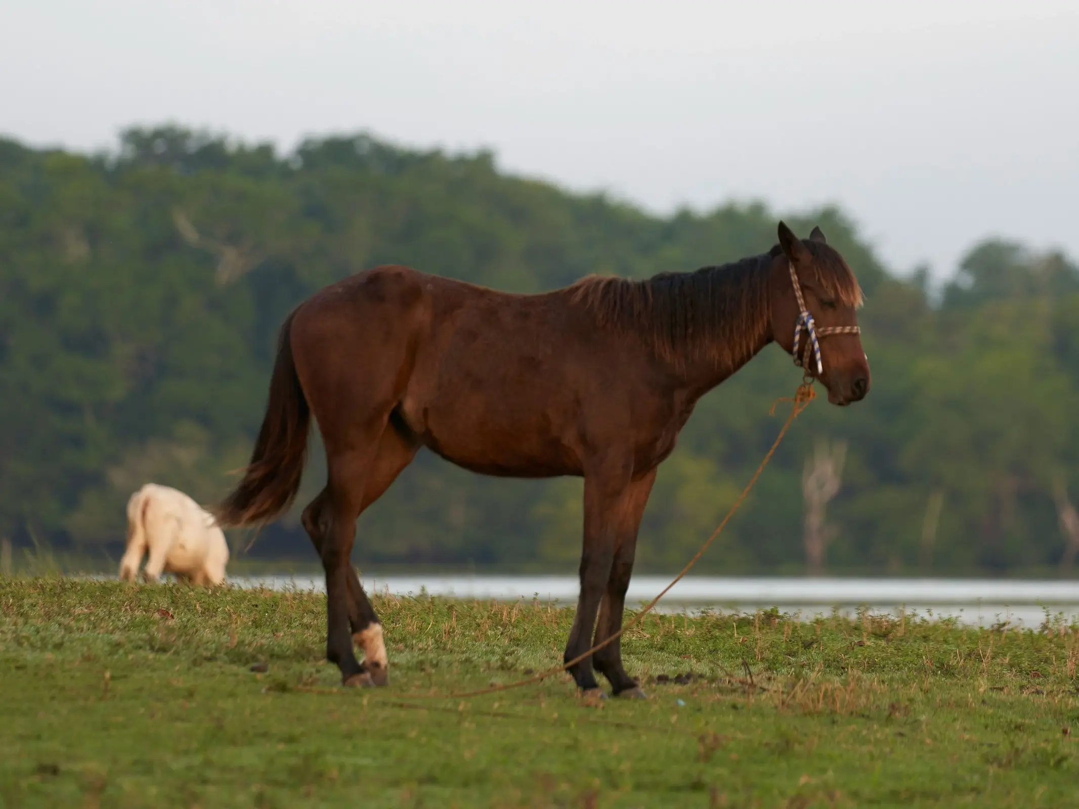 Galiceño Pony - Horse Breeds