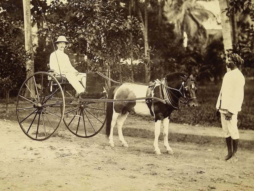 Gayoe Pony - Horse Breeds