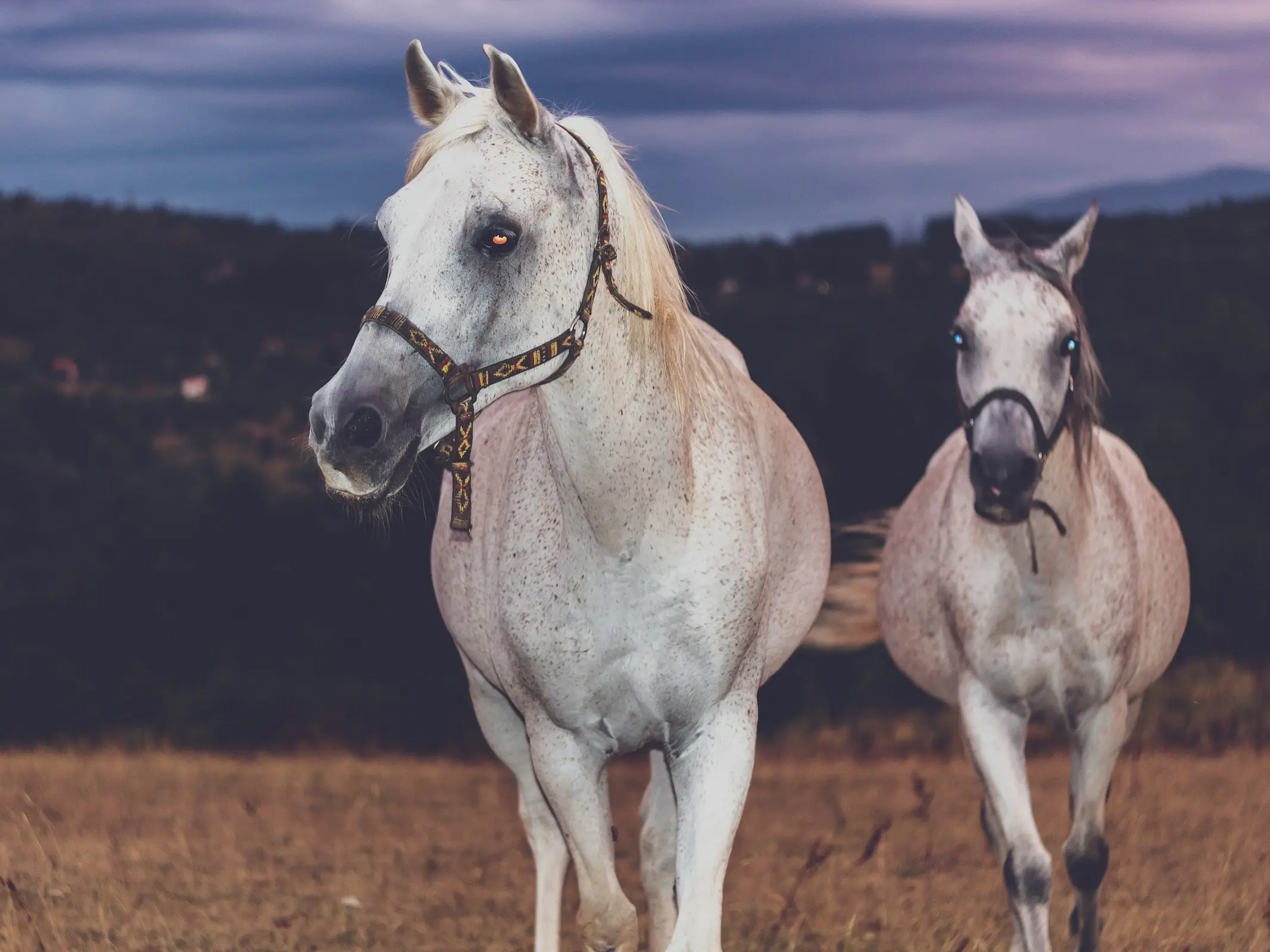 Gazal Horse - Horse Breeds