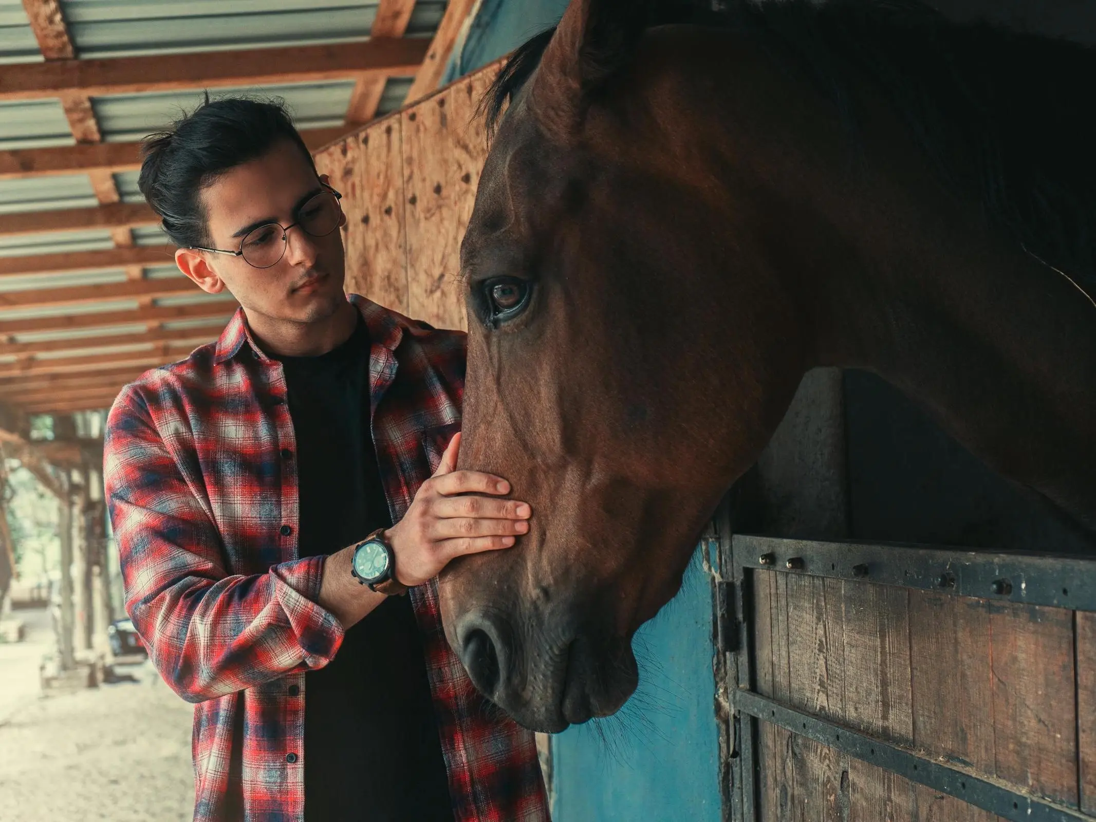 Gemlik Horse - Horse Breeds