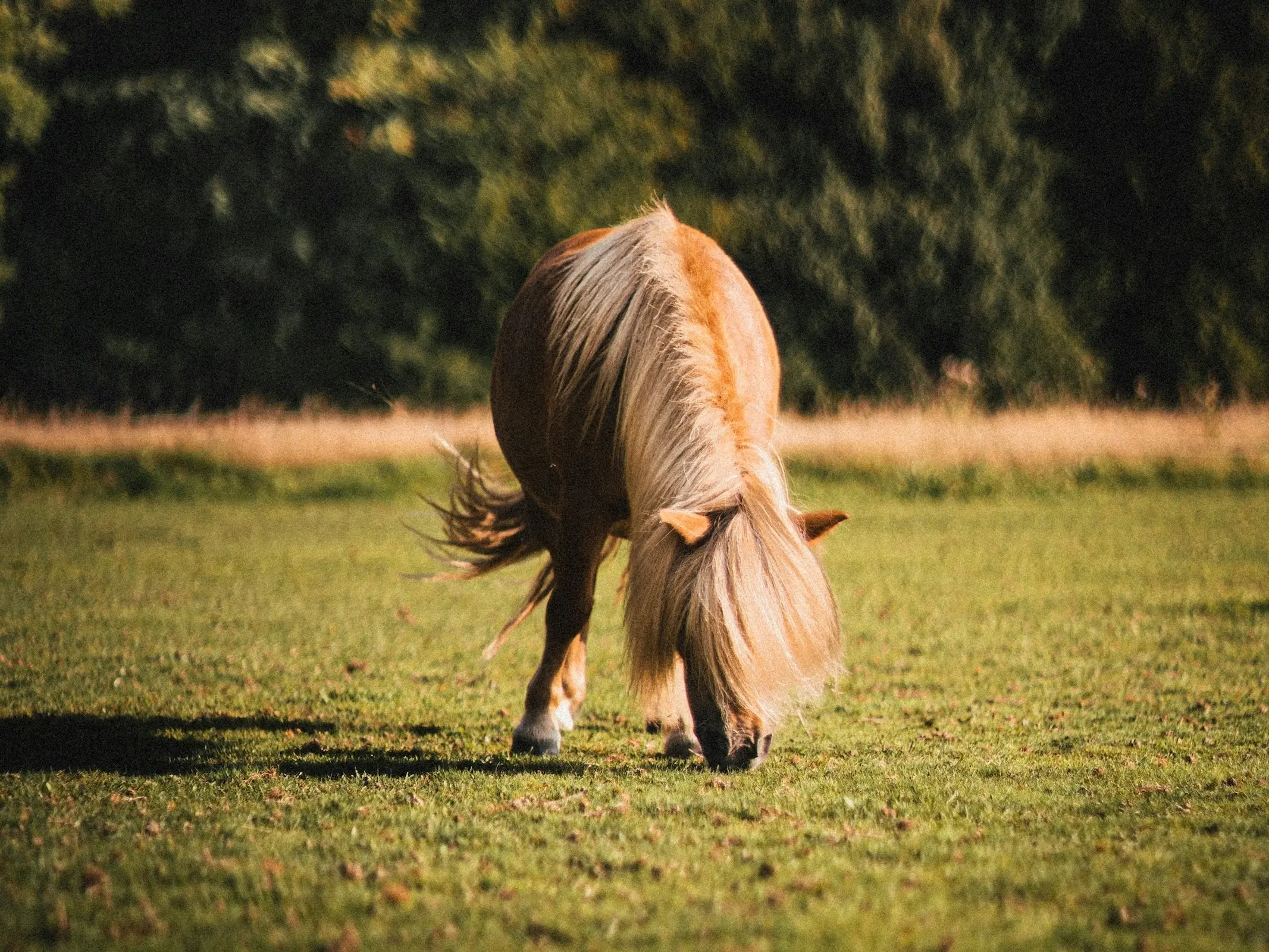 Deutsches Classic Pony - Horse Breeds