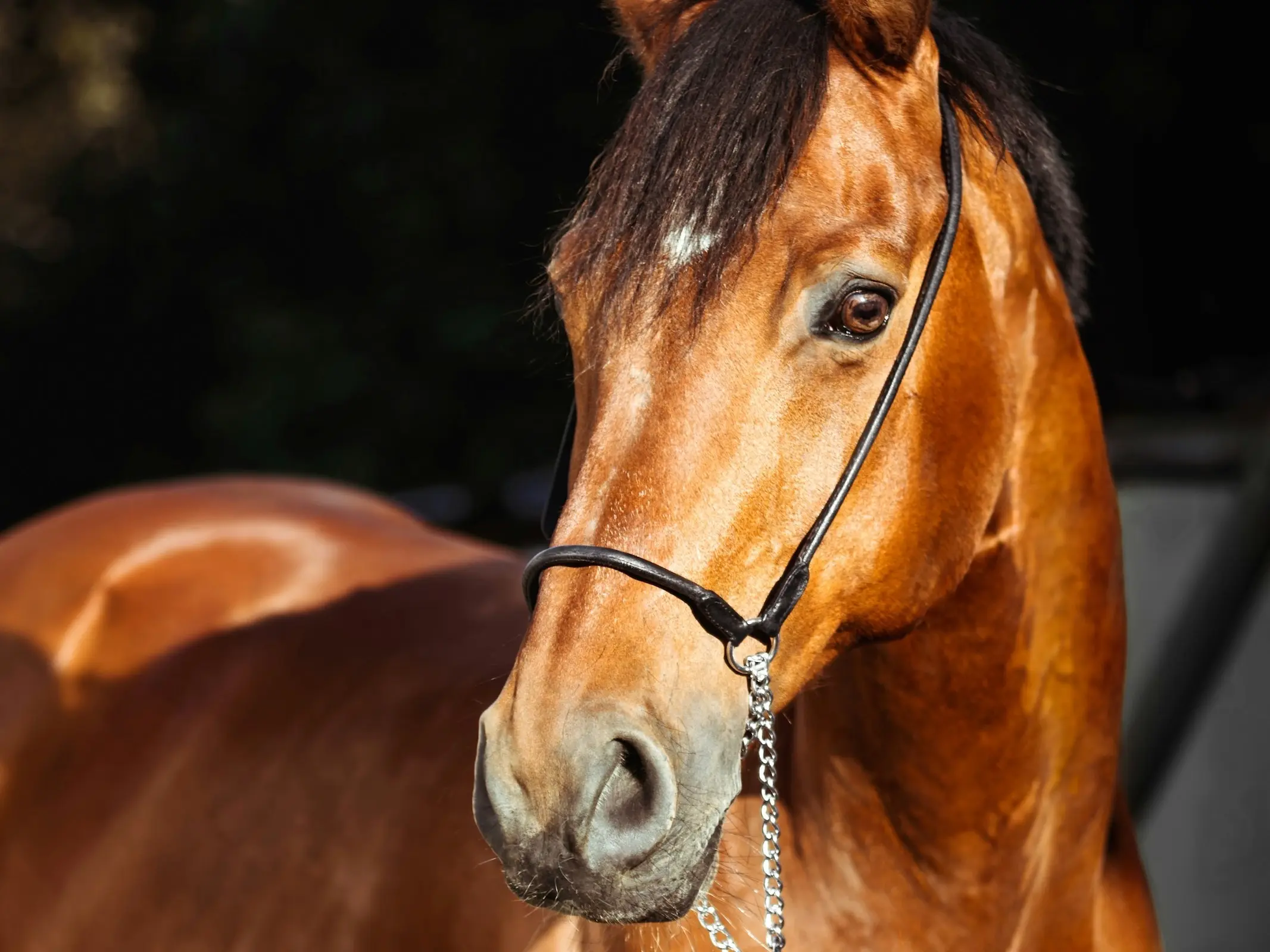 German Riding Pony - Horse Breeds
