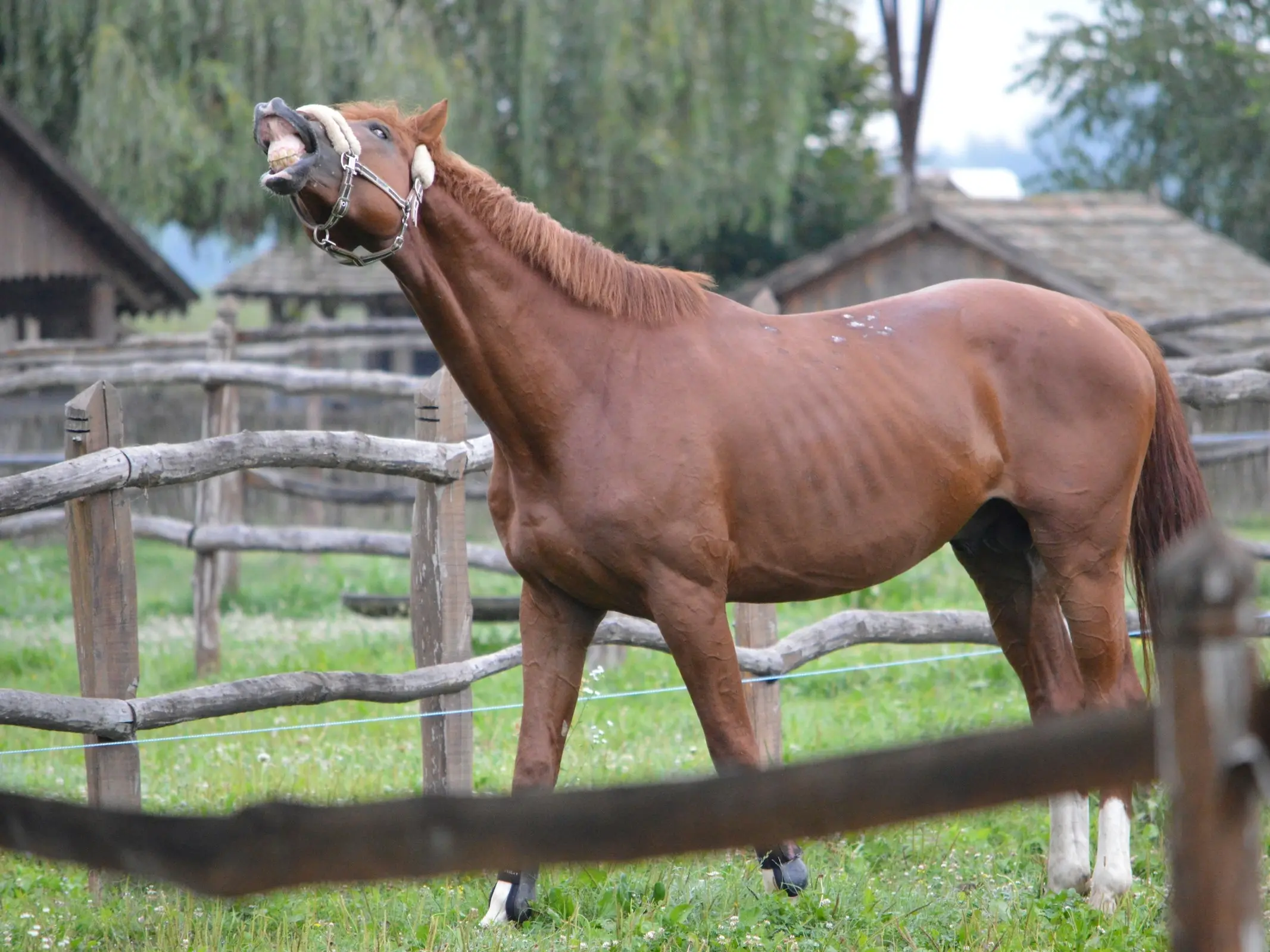 Gidran Horse - Horse Breeds