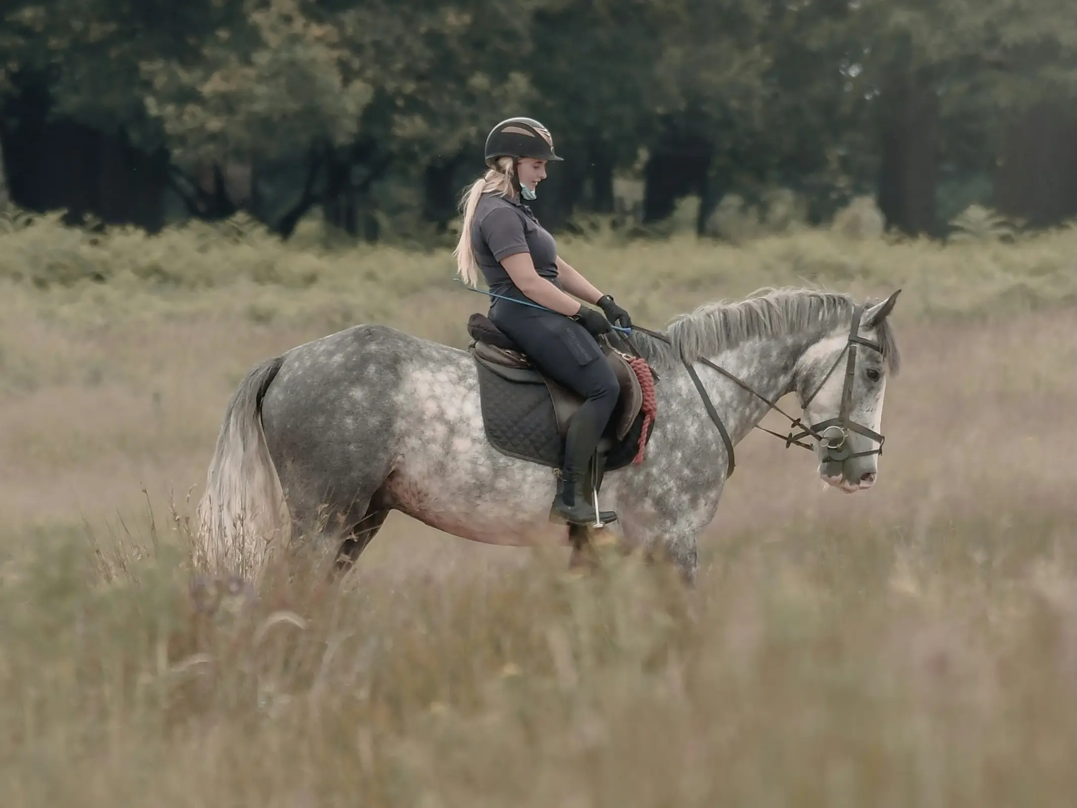 Hack Horse - Horse Breeds