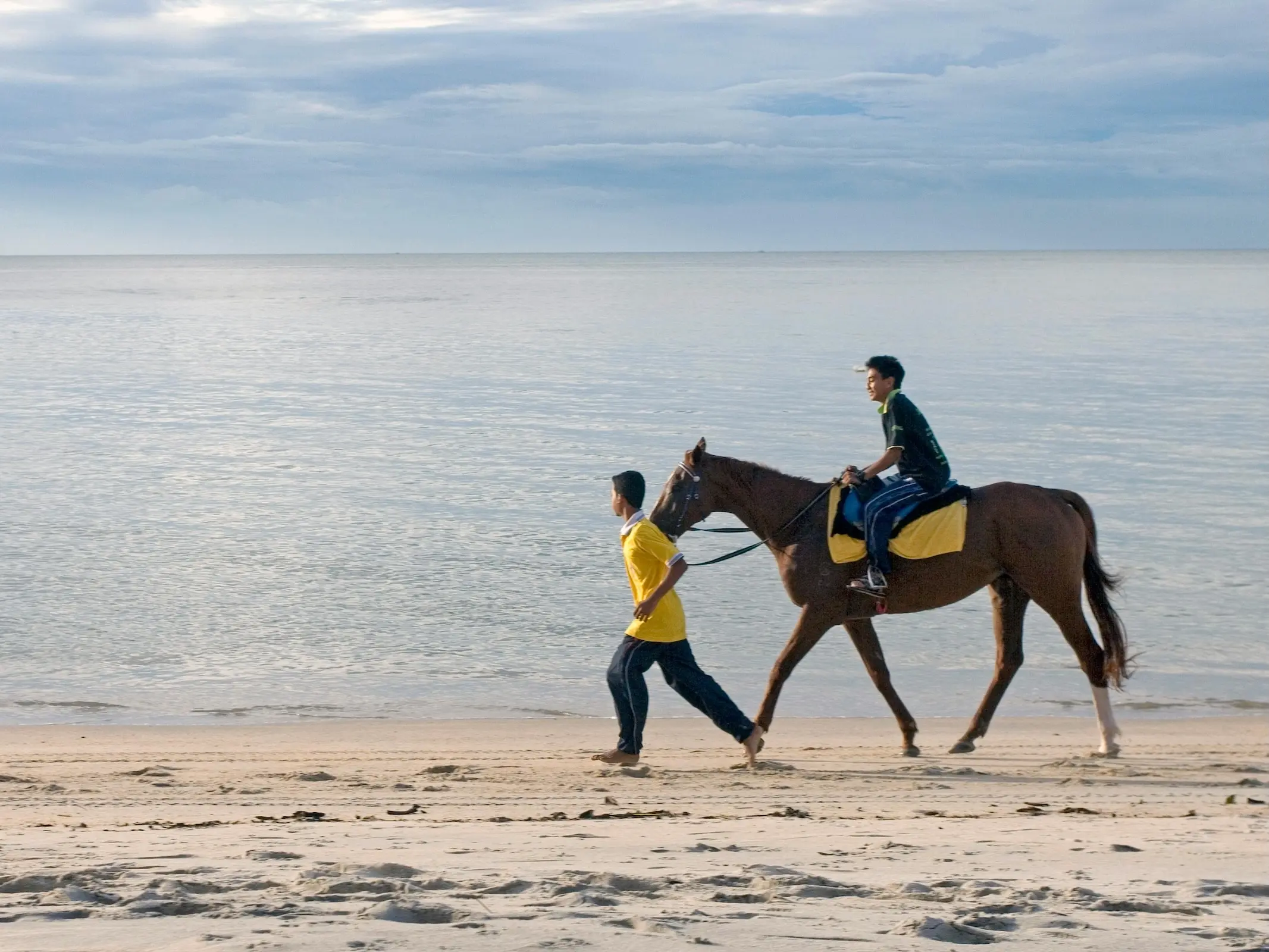 Halla Horse - Horse Breeds