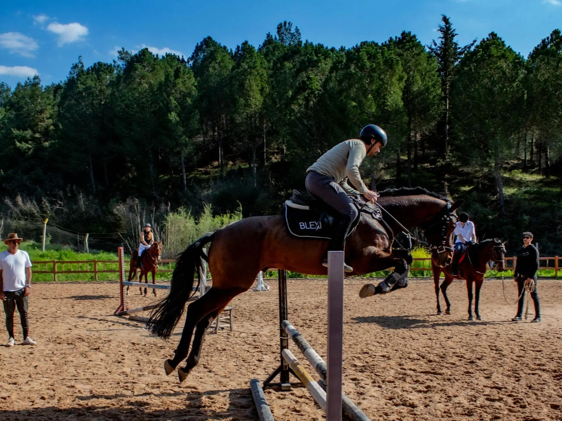 Holsteiner Horse - Horse Breeds