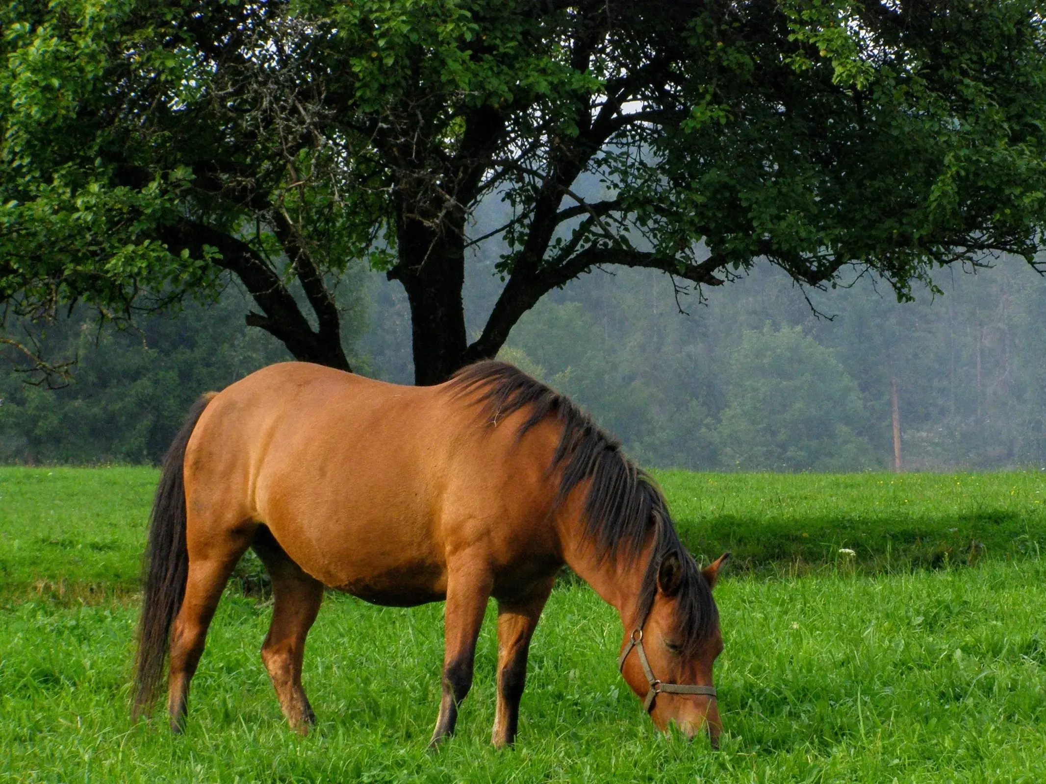 Carpathian Pony - Horse Breeds