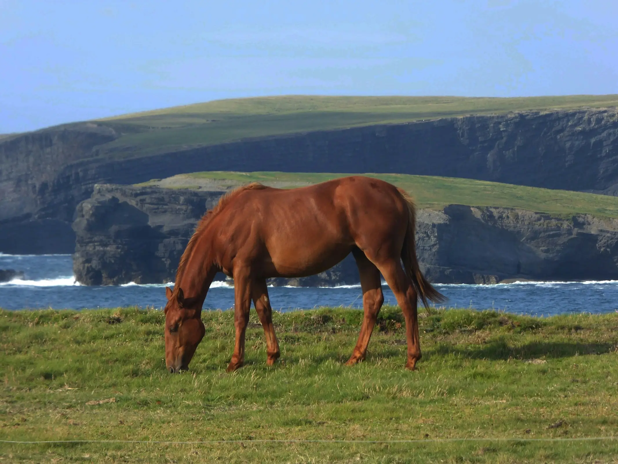 Irish Pony - Horse Breeds