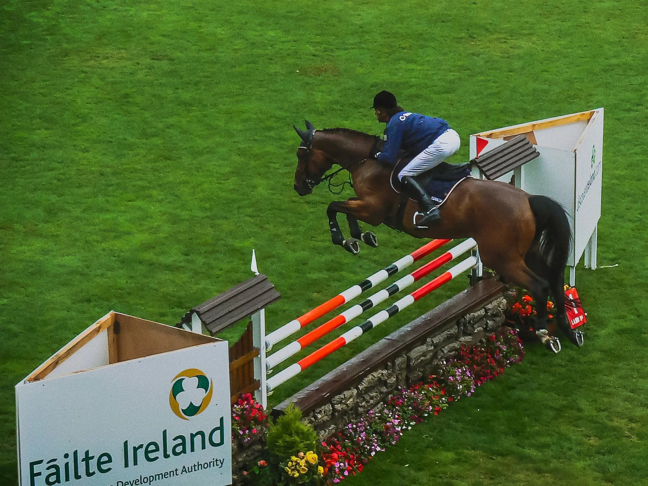 Irish Warmblood Horse - Horse Breeds