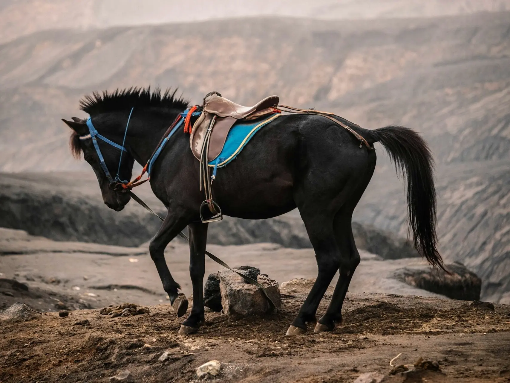 Java Pony - Horse Breeds