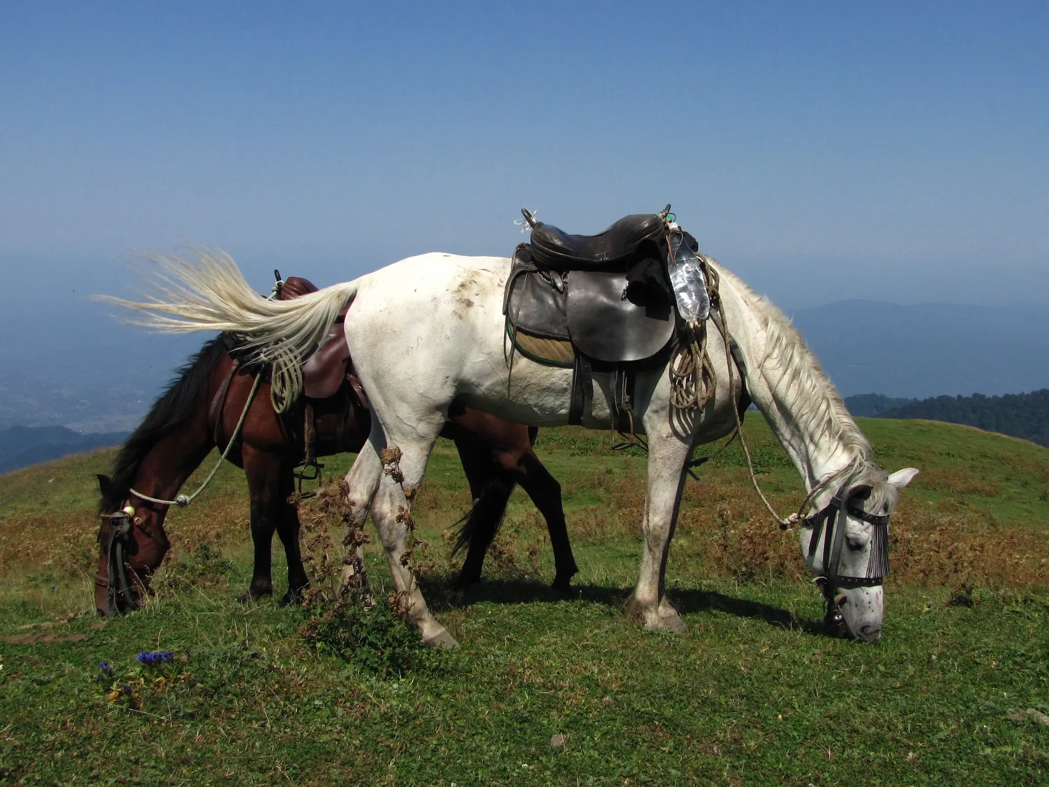 Javakhuri Harness Horse - Horse Breeds
