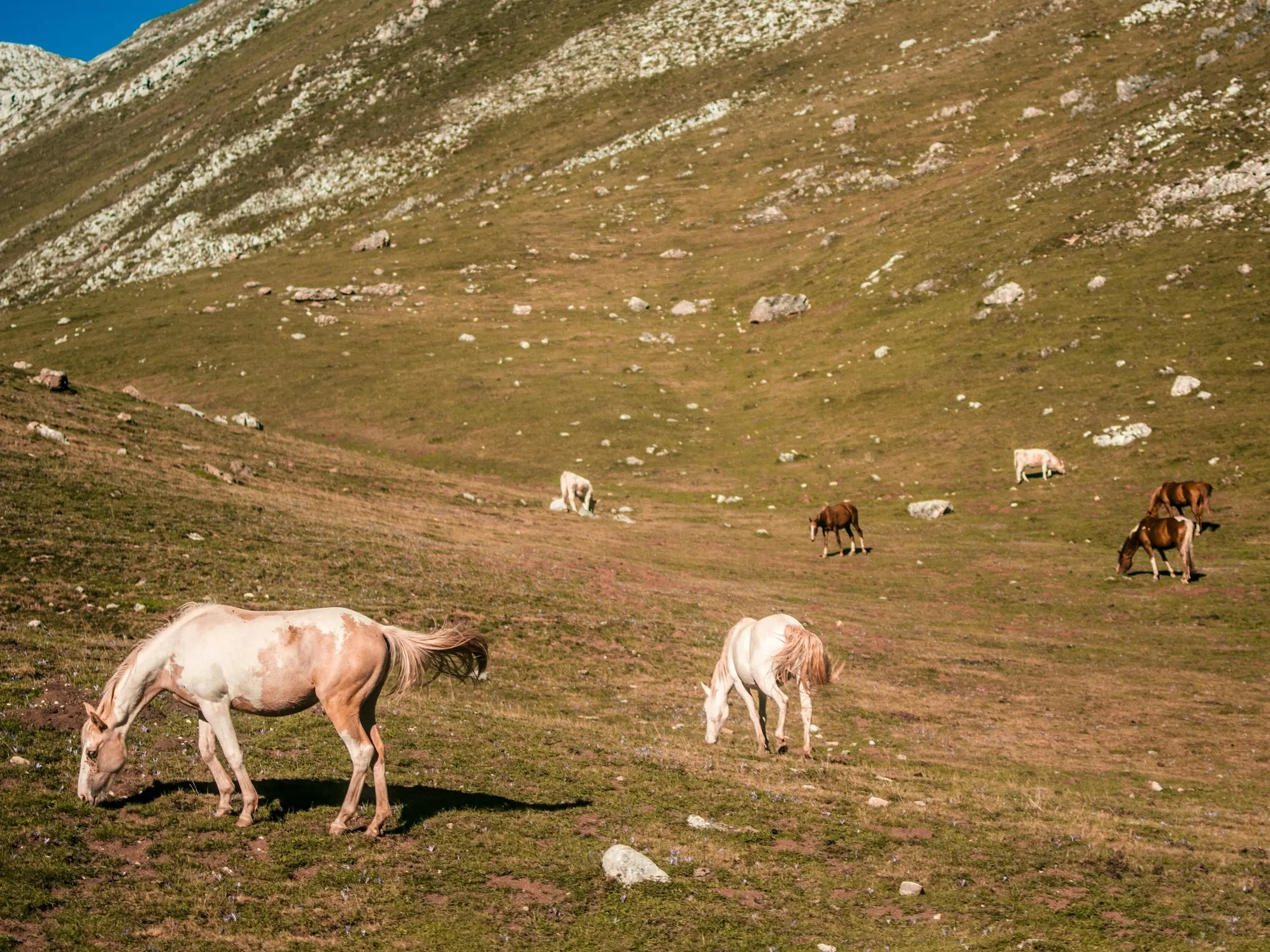 Spanish Jennet Horse - Horse Breeds
