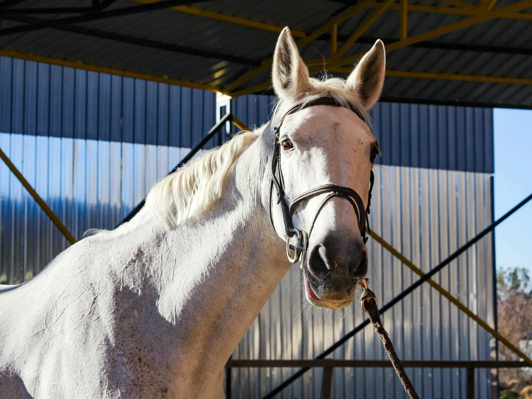 Karacabey Nonius Horse - Horse Breeds