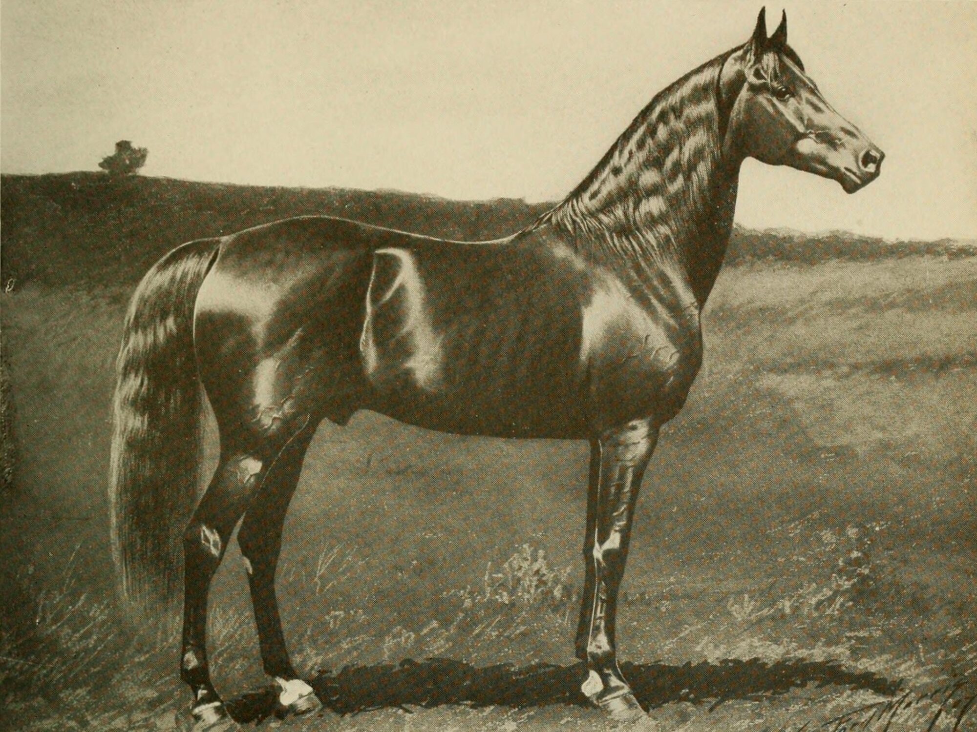 Keheilan Arabian Horse - Horse Breeds