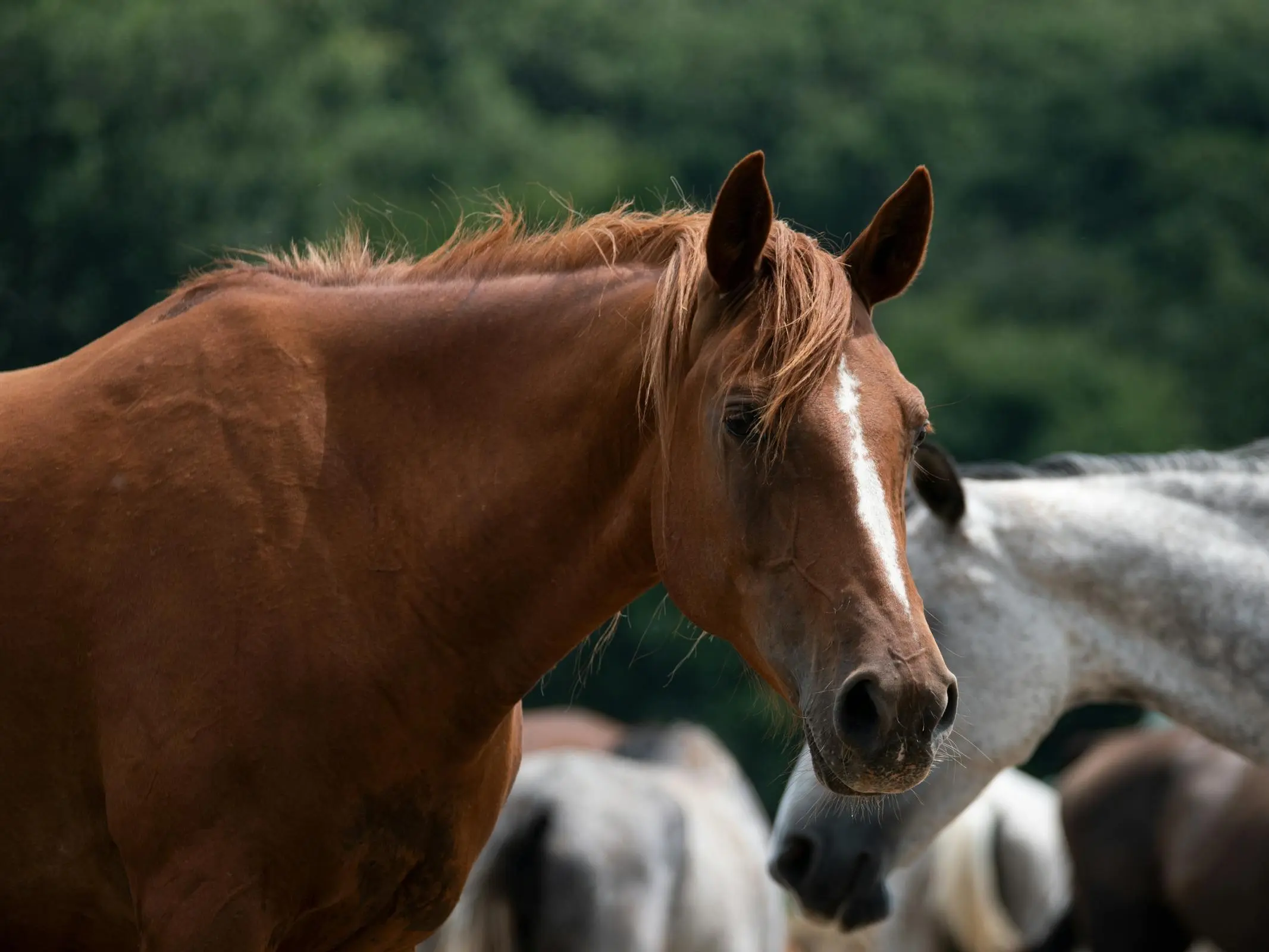 Kisber Halfbred Horse - Horse Breeds