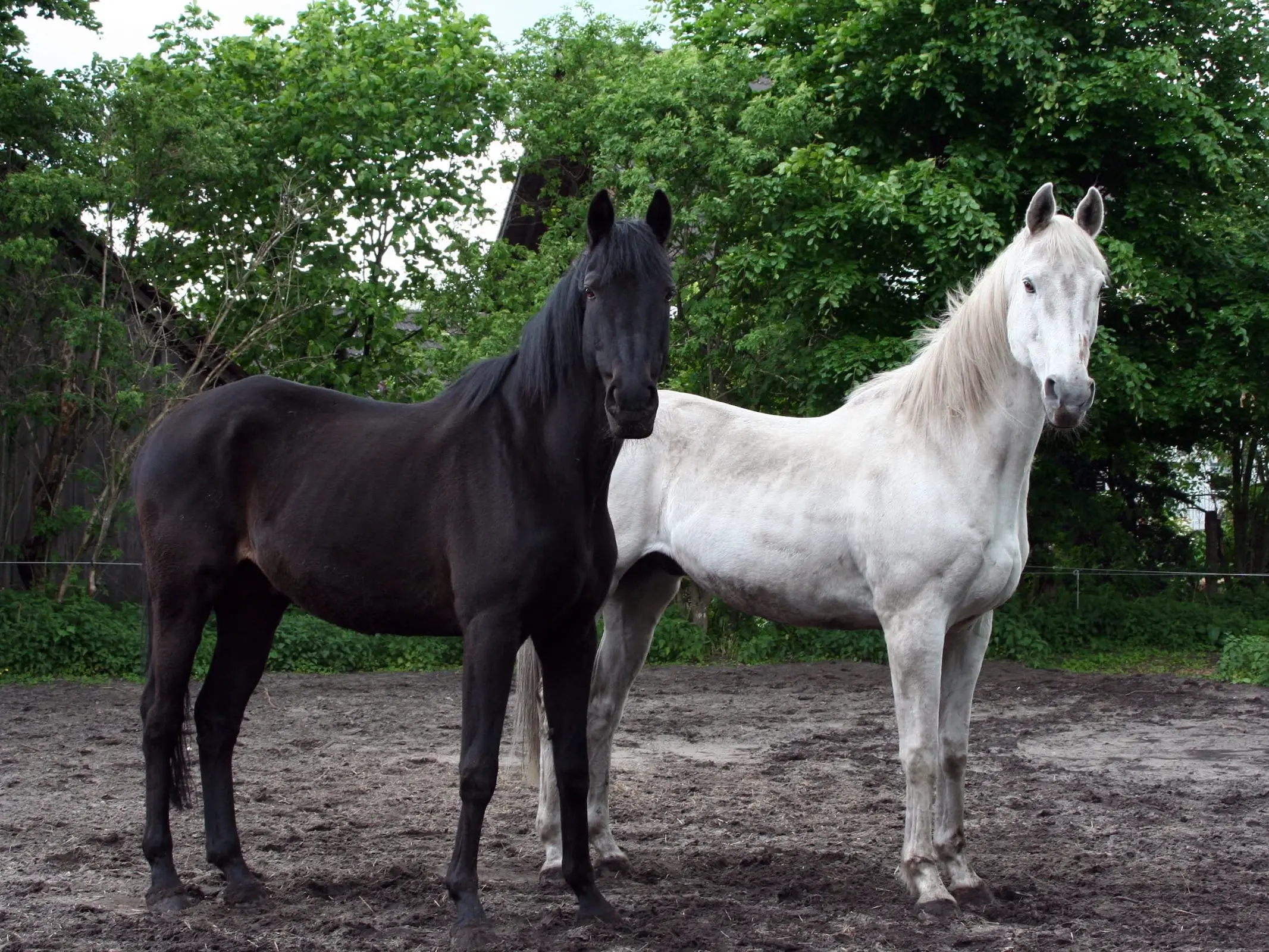 Kladruby Horse - Horse Breeds