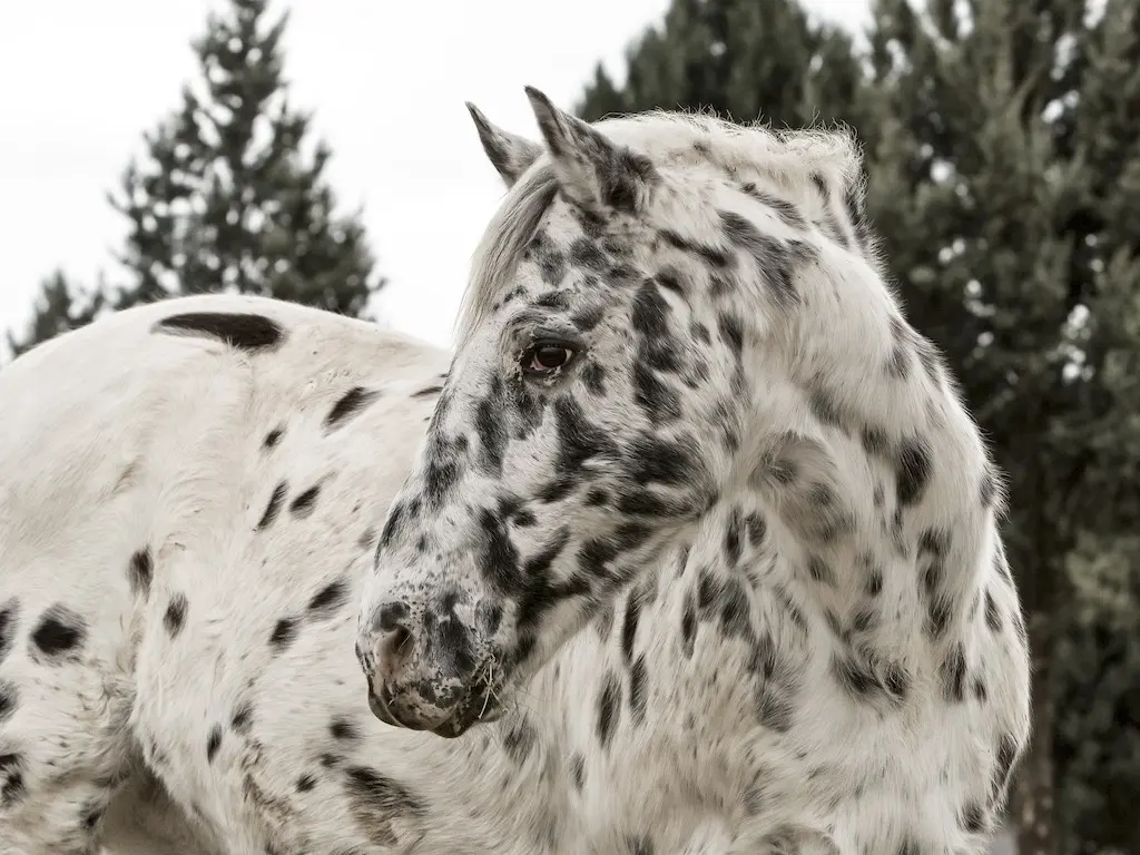 Knabstrupper Horse - Horse Breeds