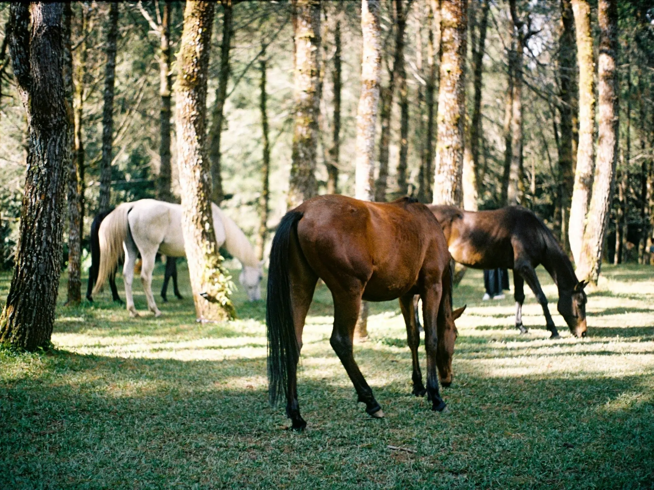 Kuningan Pony - Horse Breeds