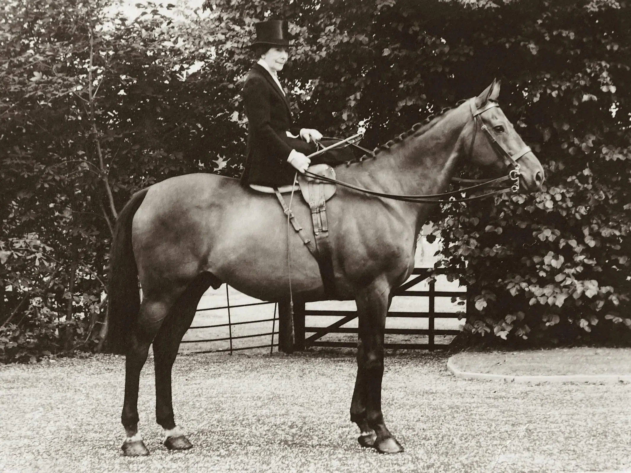 Ladies Hack Horse - Horse Breeds