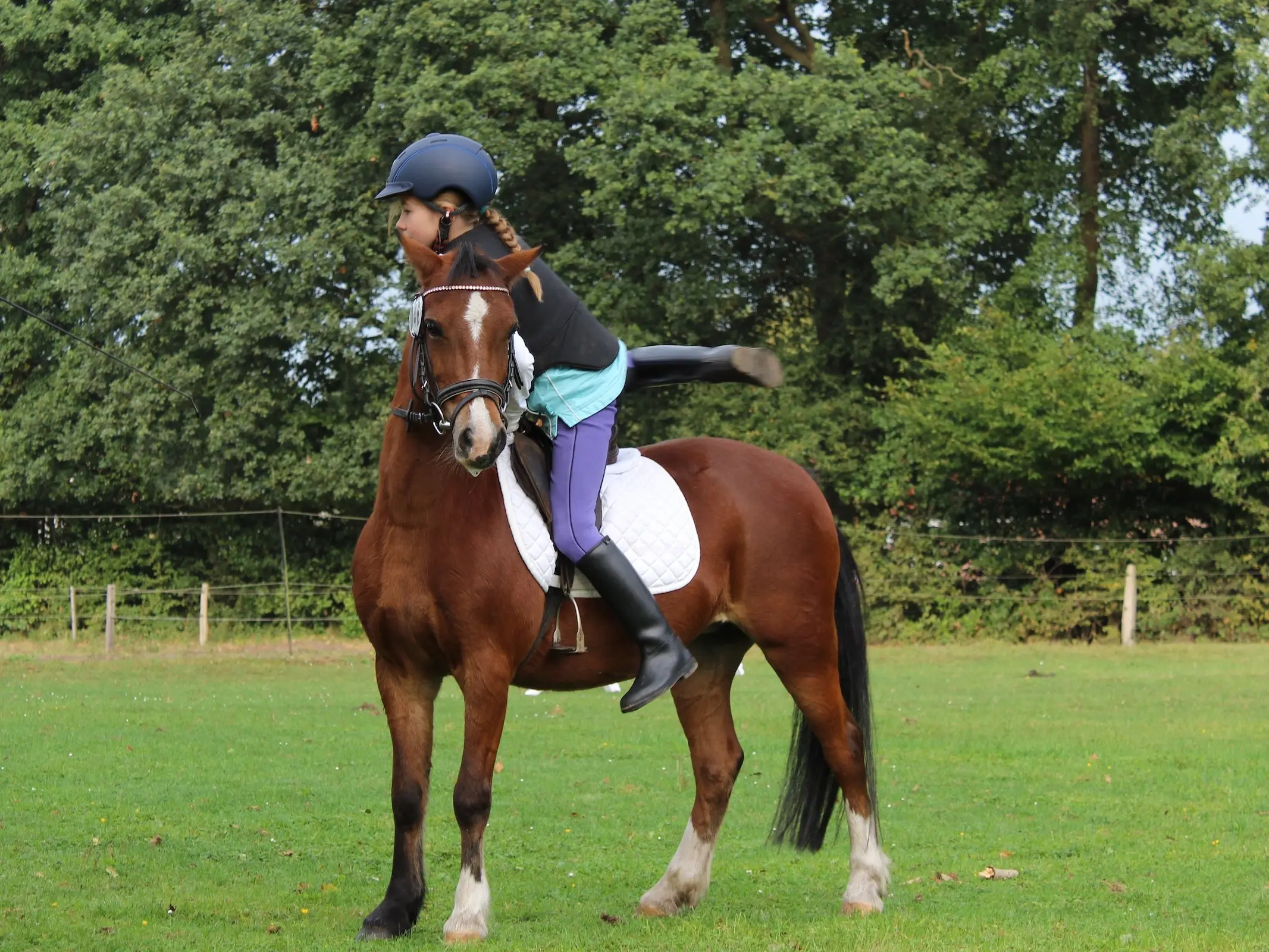 Landais Pony - Horse Breeds