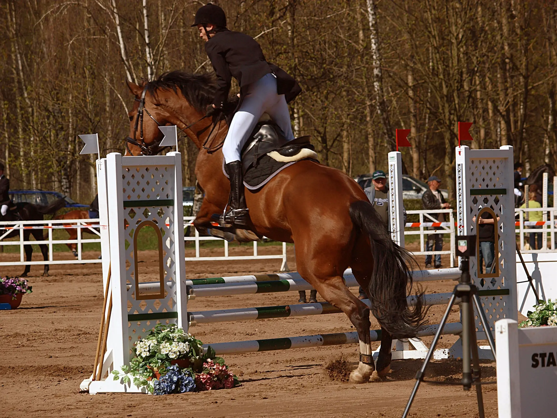 Latvian Warmblood - Horse Breeds