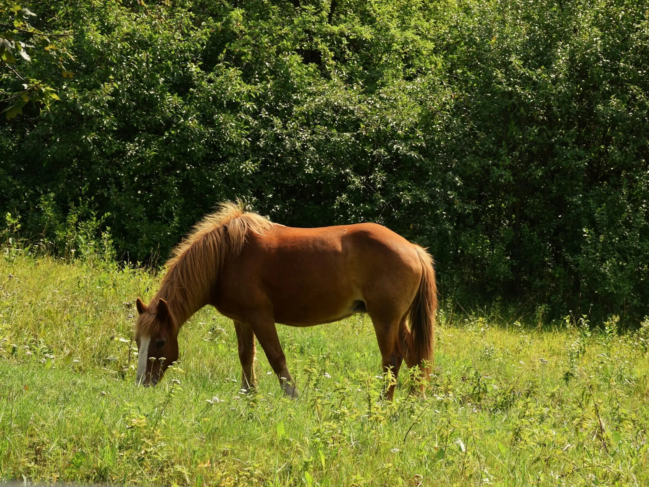 Lithuanian Riding Poni - Horse Breeds