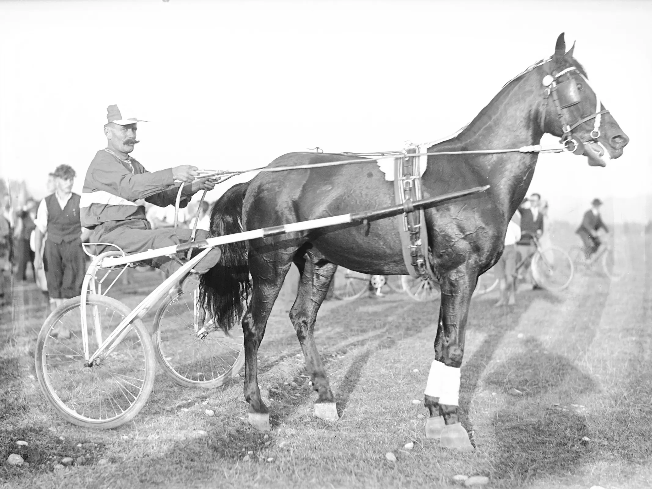 Ljutomer Trotter - Horse Breeds