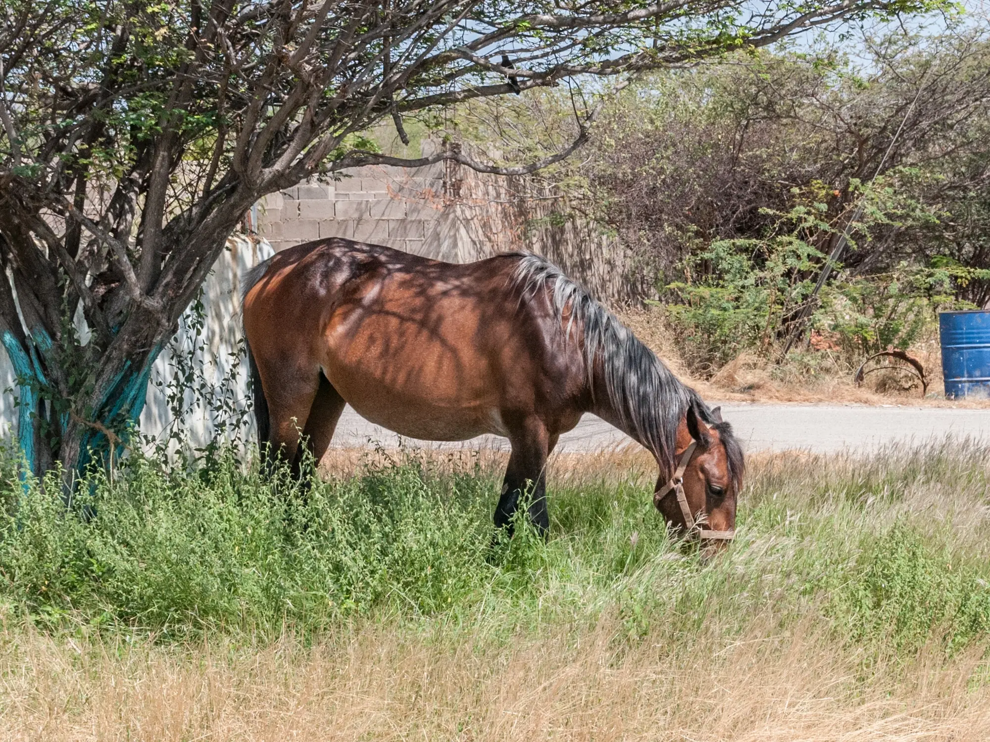Llanero Horse - Horse Breeds